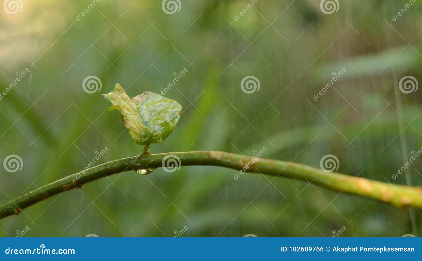 Rain Falling To Leaf on Curve Branch and Water Drop Down in Garden ...
