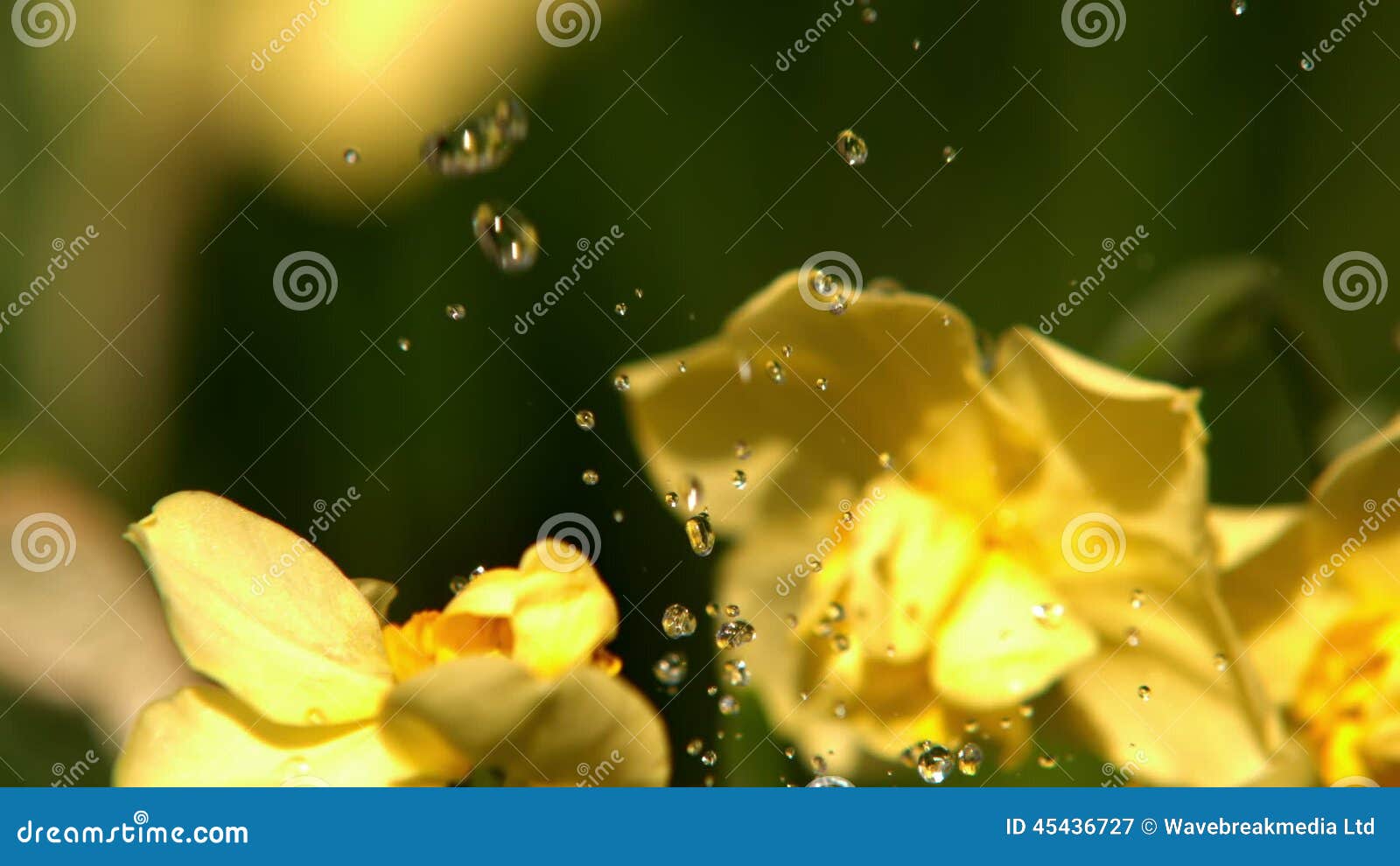 Rain Falling On Flowers