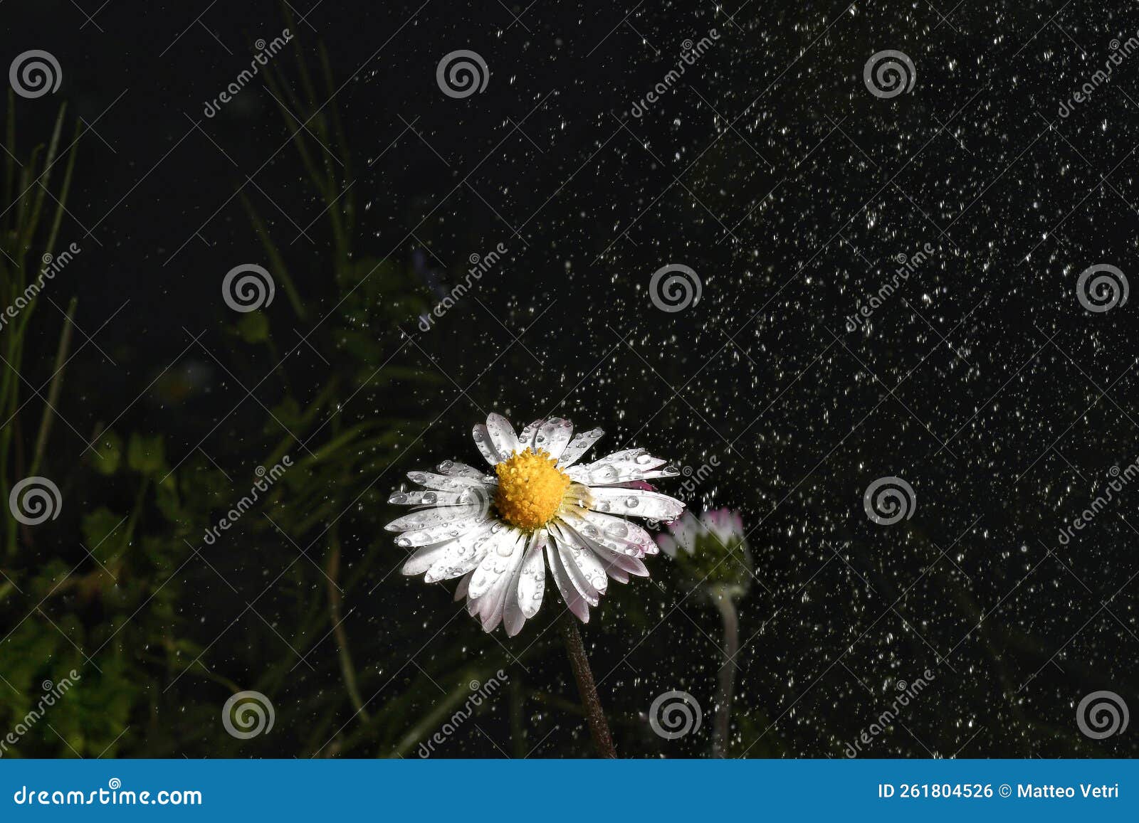 Rain Falls on a Daisy in the Dark Stock Photo - Image of daisy, rain ...
