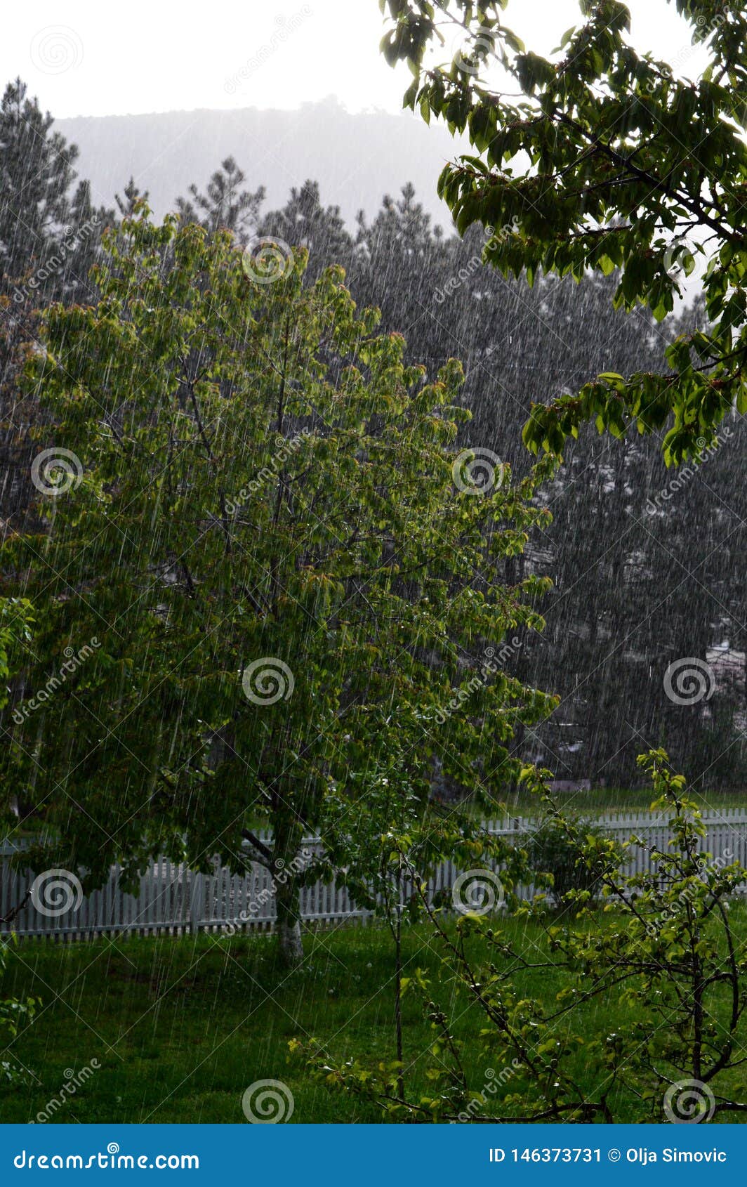 Rain falls in the spring stock image. Image of rain - 146373731