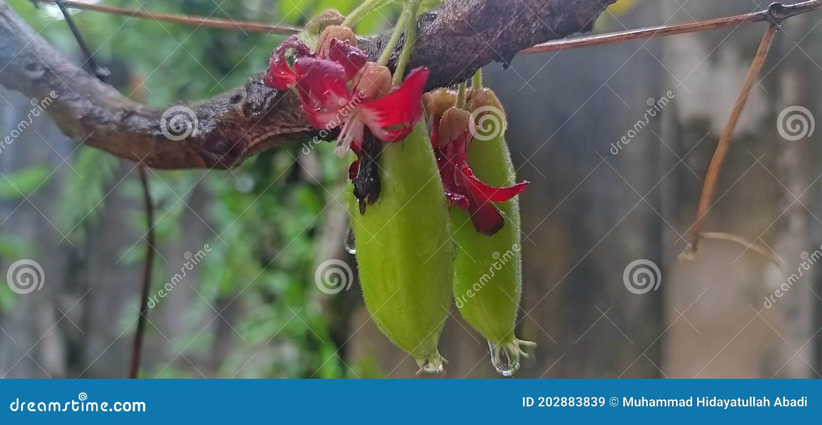Drizzle Rain Water Soaking the Plants Stock Image - Image of earth ...