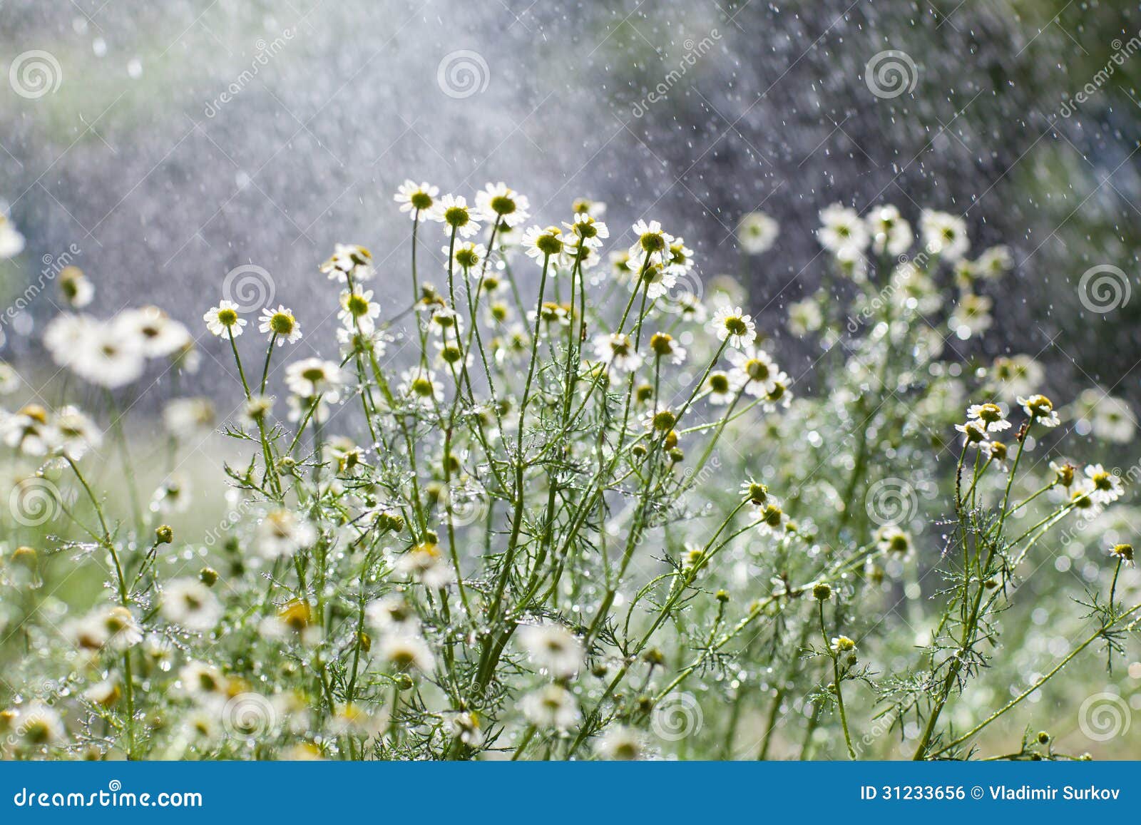 Rain and flowers stock photo. Image of plant, lawn, vibrant - 31233656