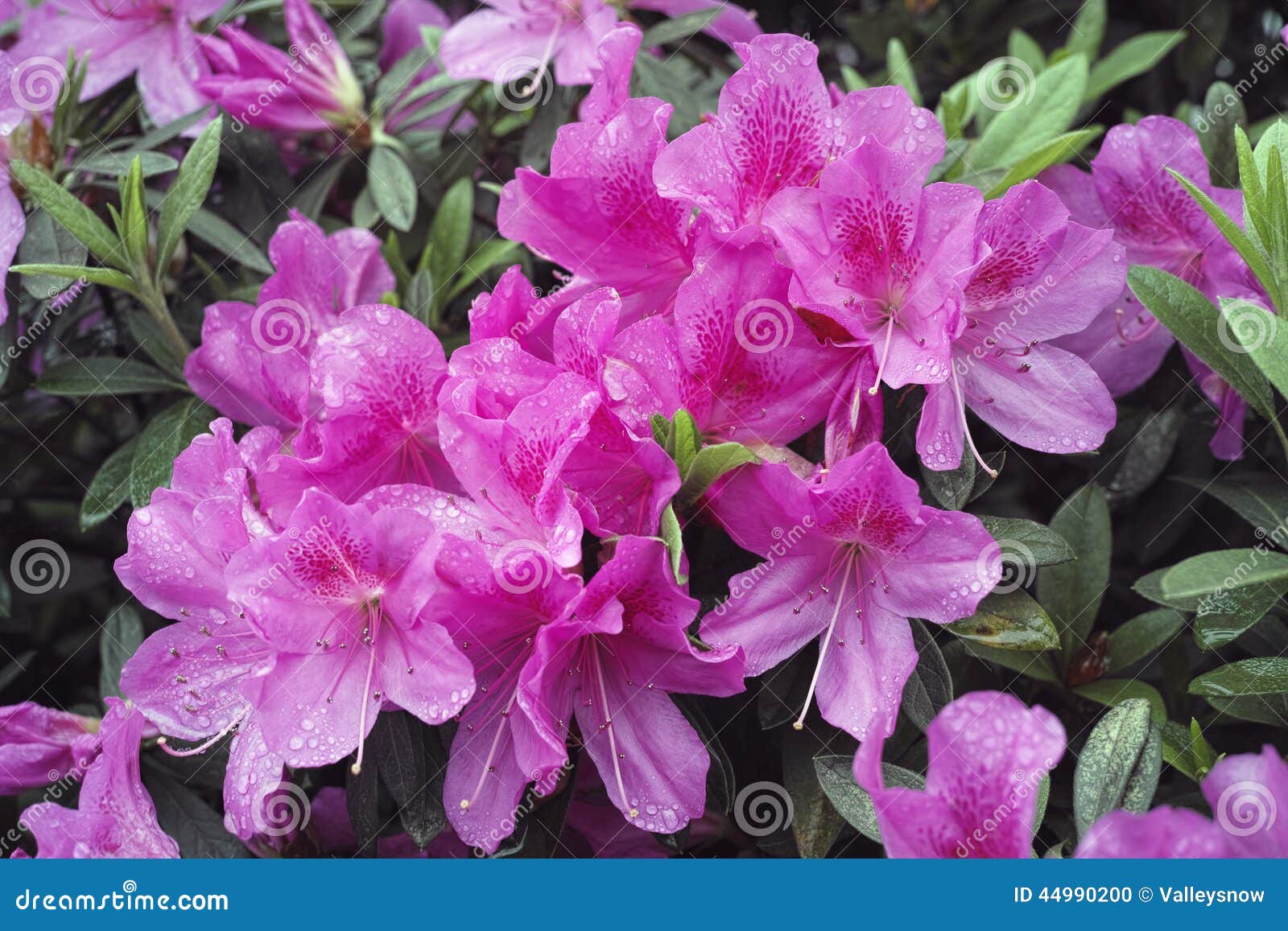 Pink Azalea Kirin With Background Bricks Royalty-Free Stock Photography ...