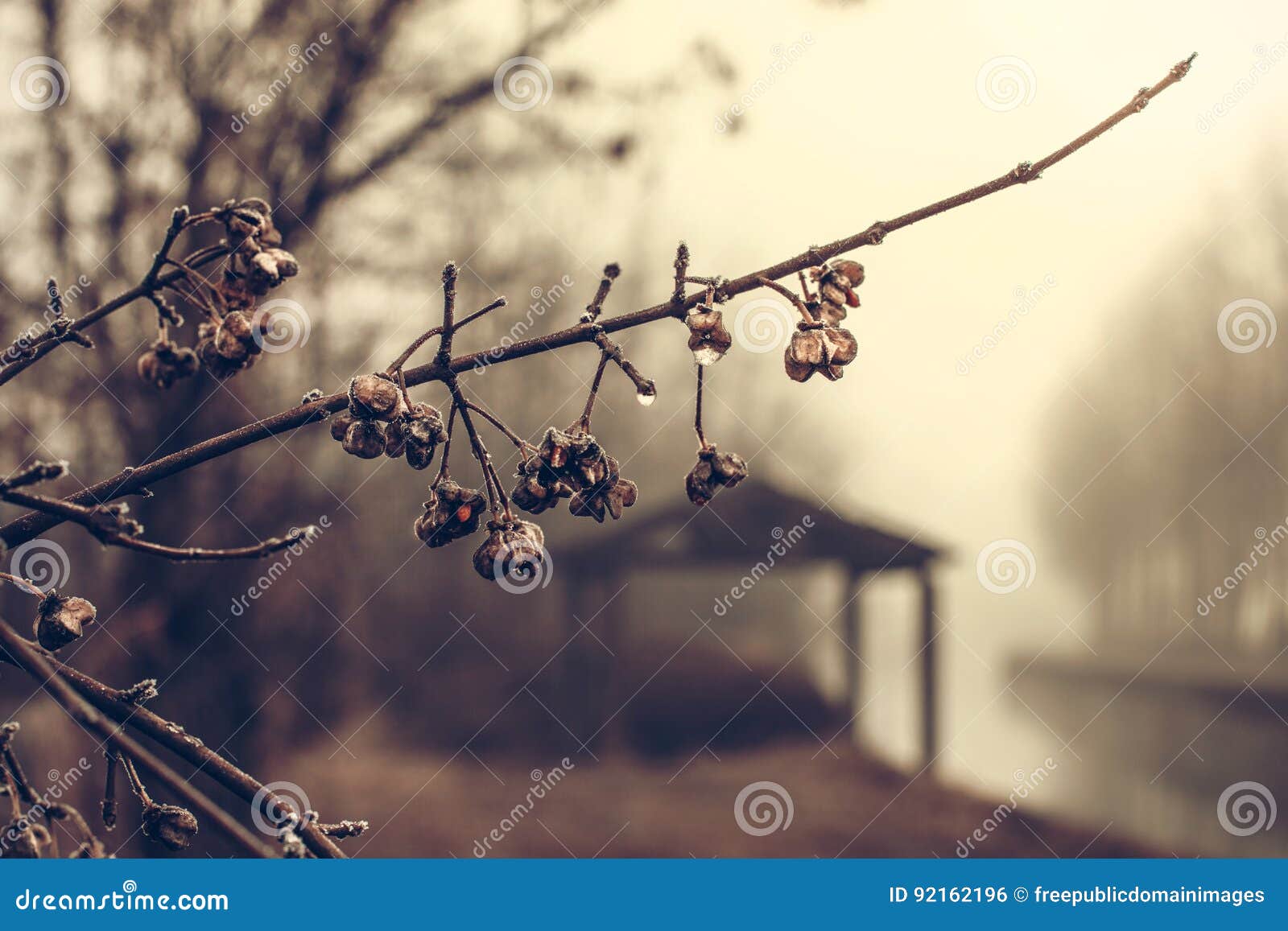 Rain Fog Tree Bud Branch Forest Picture. Image: 92162196