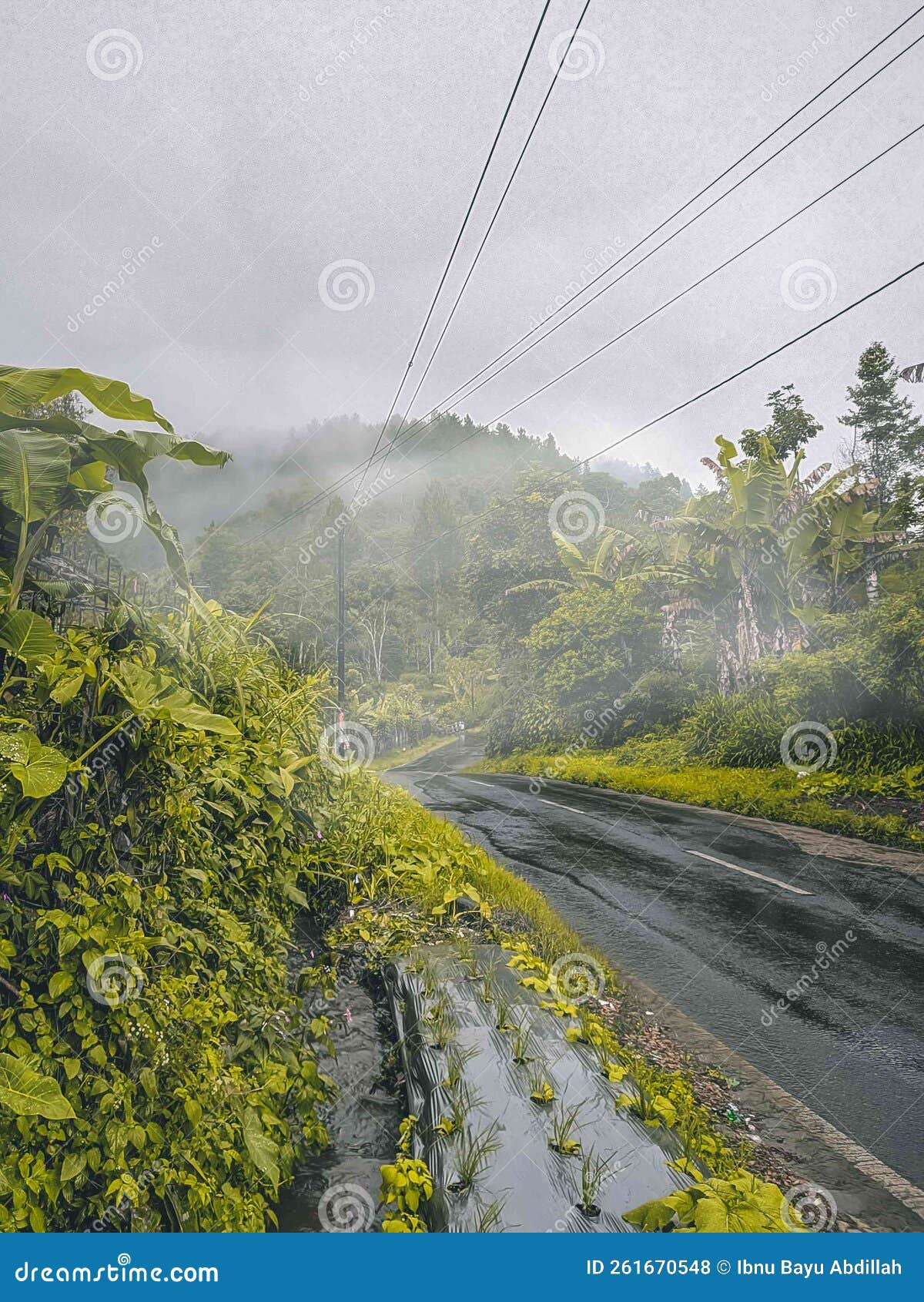 Rain stock photo. Image of road, tree, cool, street - 261670548