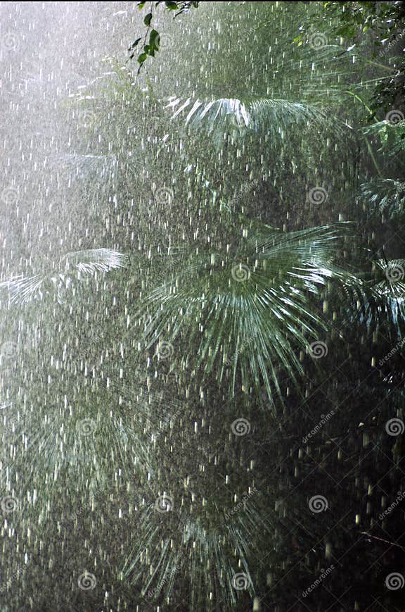 Rainforest stock image. Image of rain, tree, tropical - 3598943