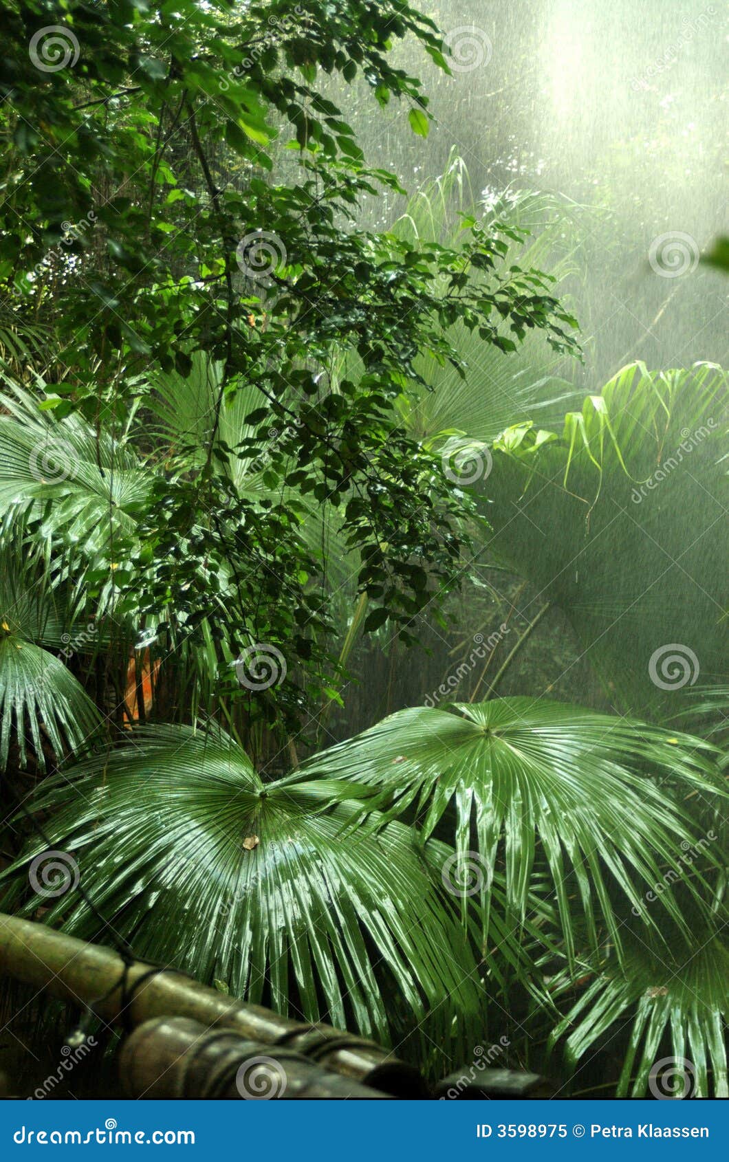 Rainforest stock image. Image of rainforest, water, rain - 3598975