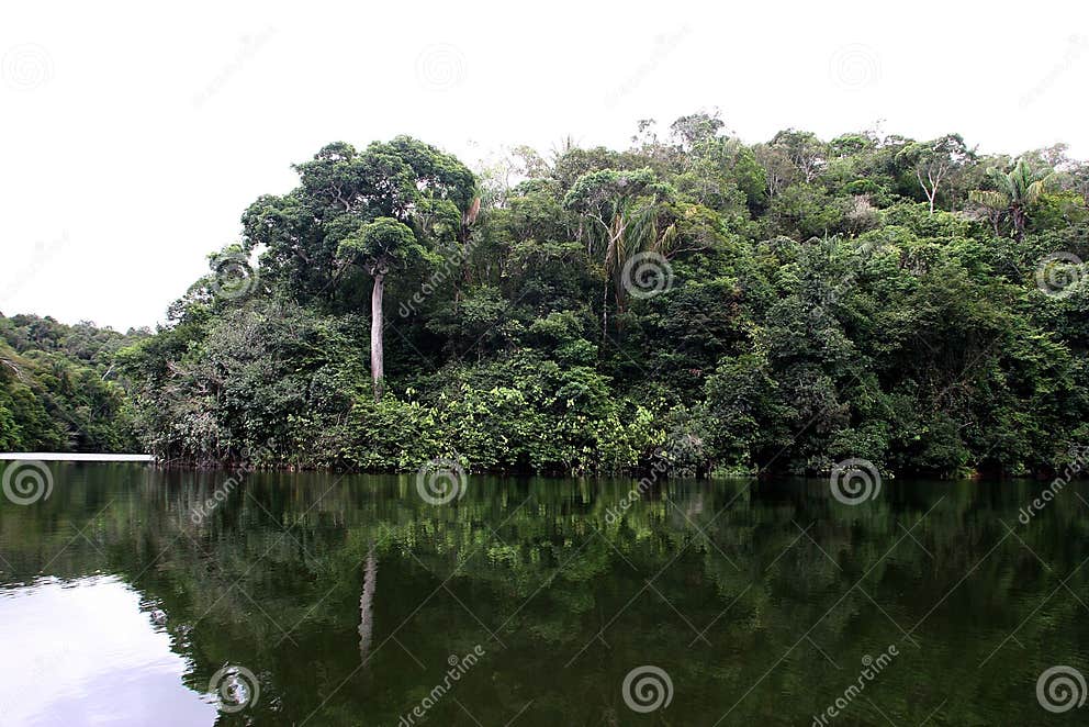 Rain forest amazon river stock image. Image of jungle - 23093335