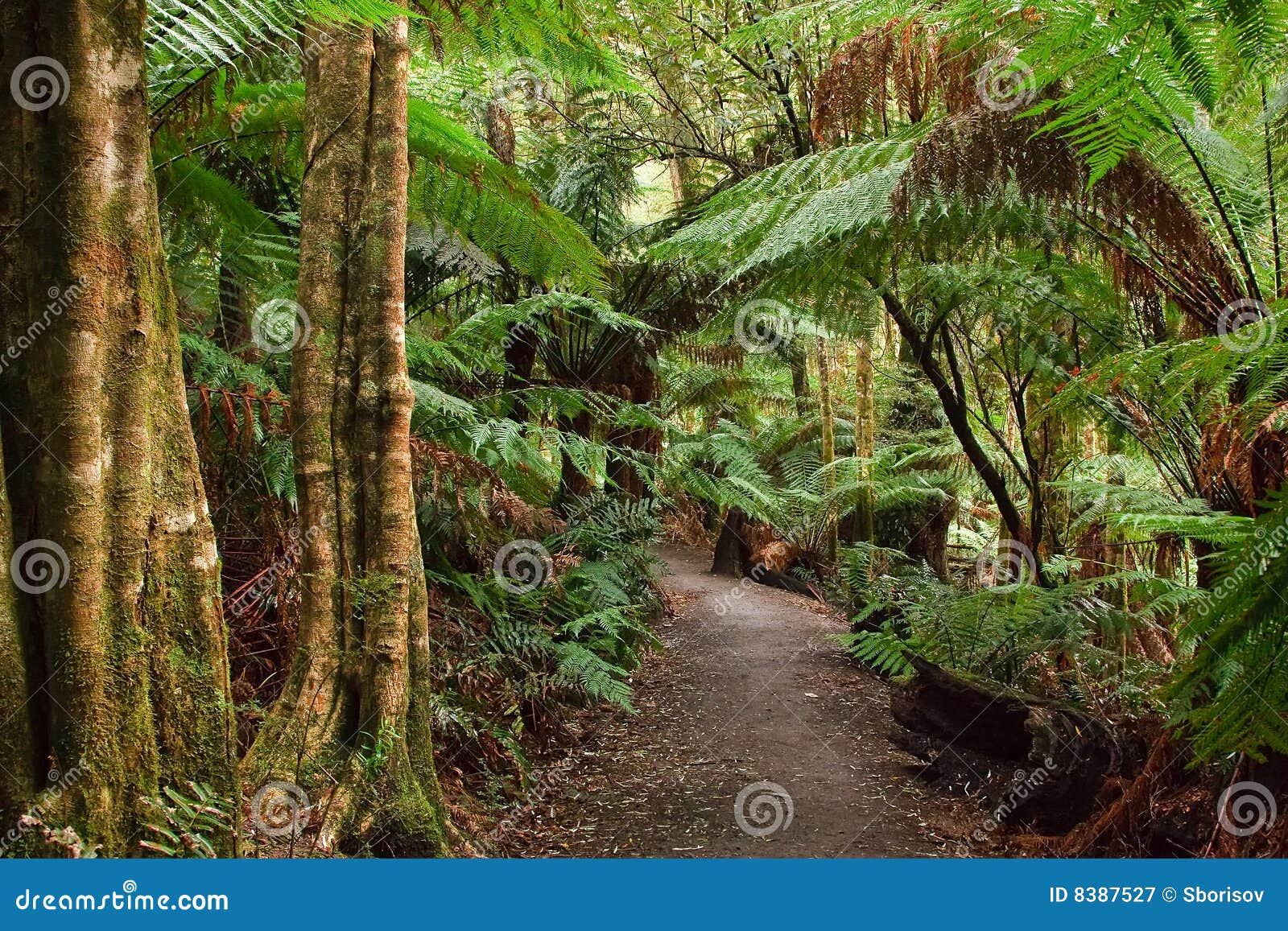 Rain forest, Australia stock image. Image of fern, leaf - 8387527