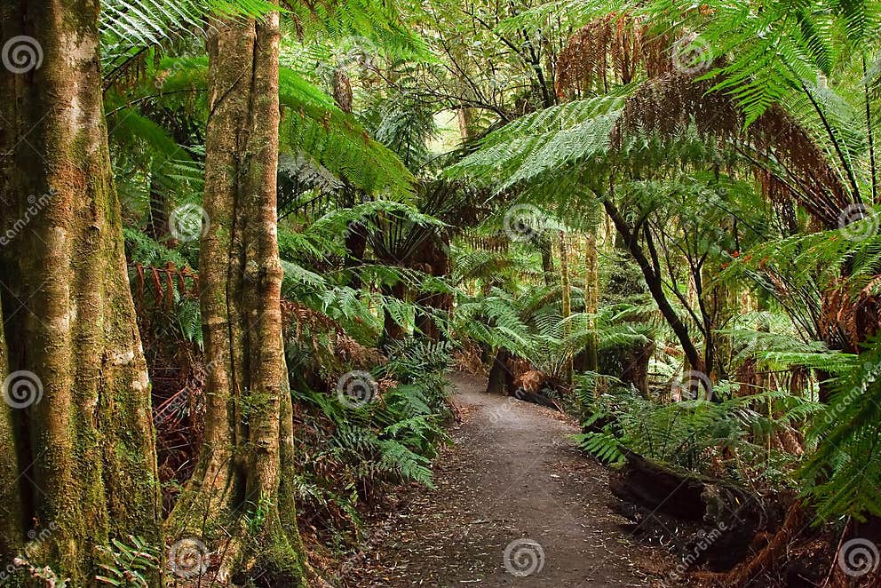 Rain forest, Australia stock image. Image of fern, leaf - 8387527