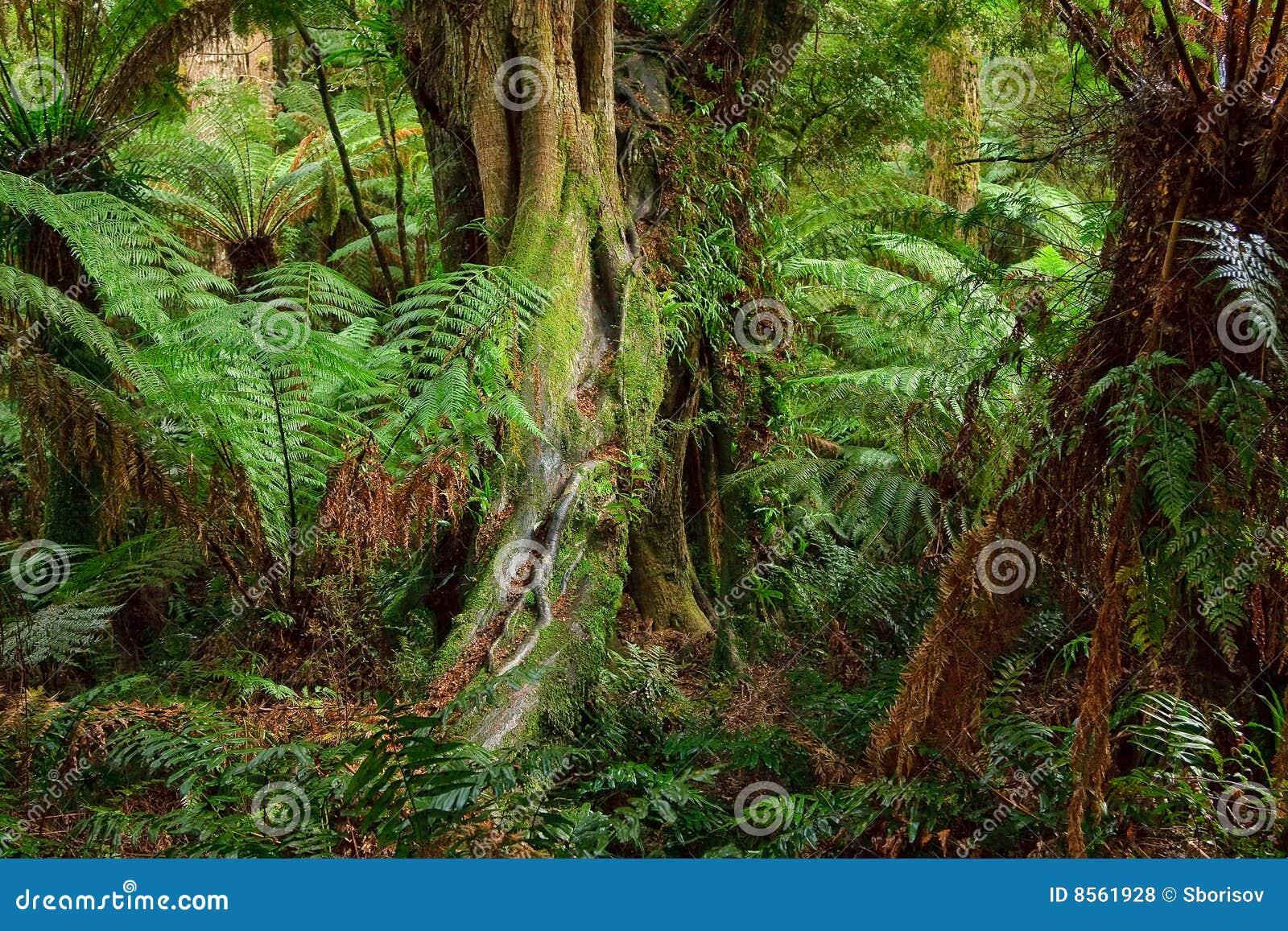 Rain forest, Australia stock photo. Image of flora, adventure - 8561928