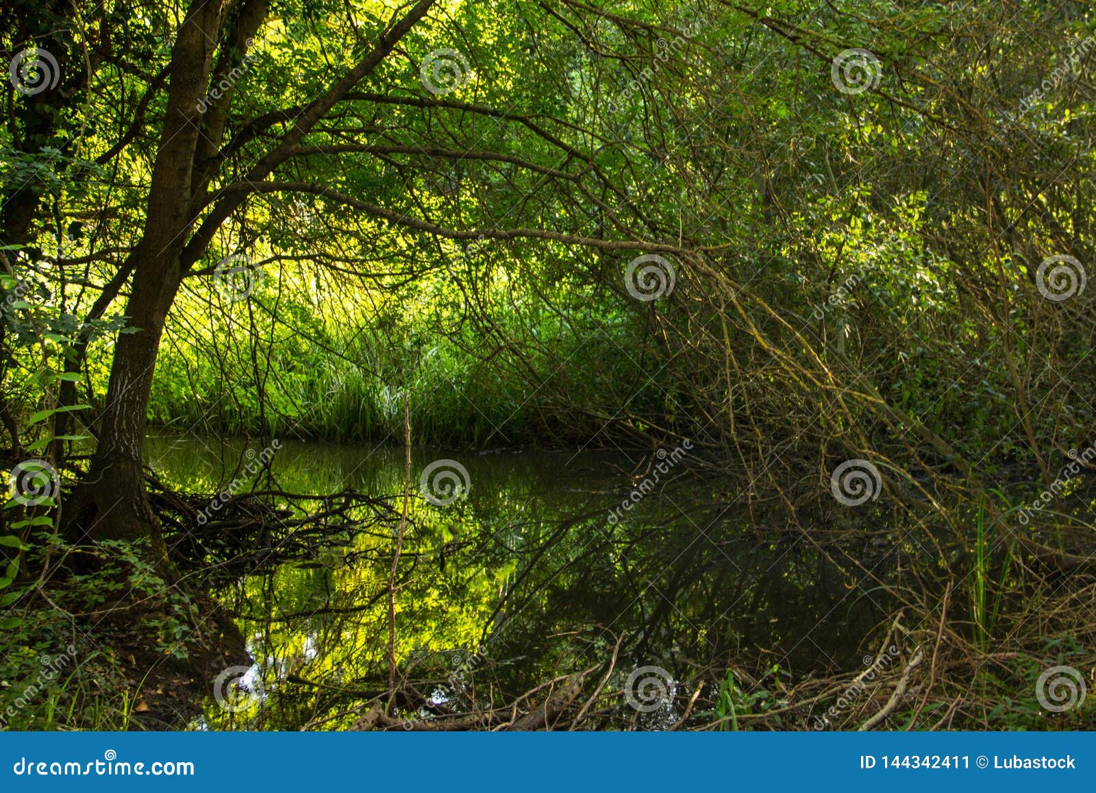 Rain Forest Baltata Reservation Stock Image - Image of bulgaria ...
