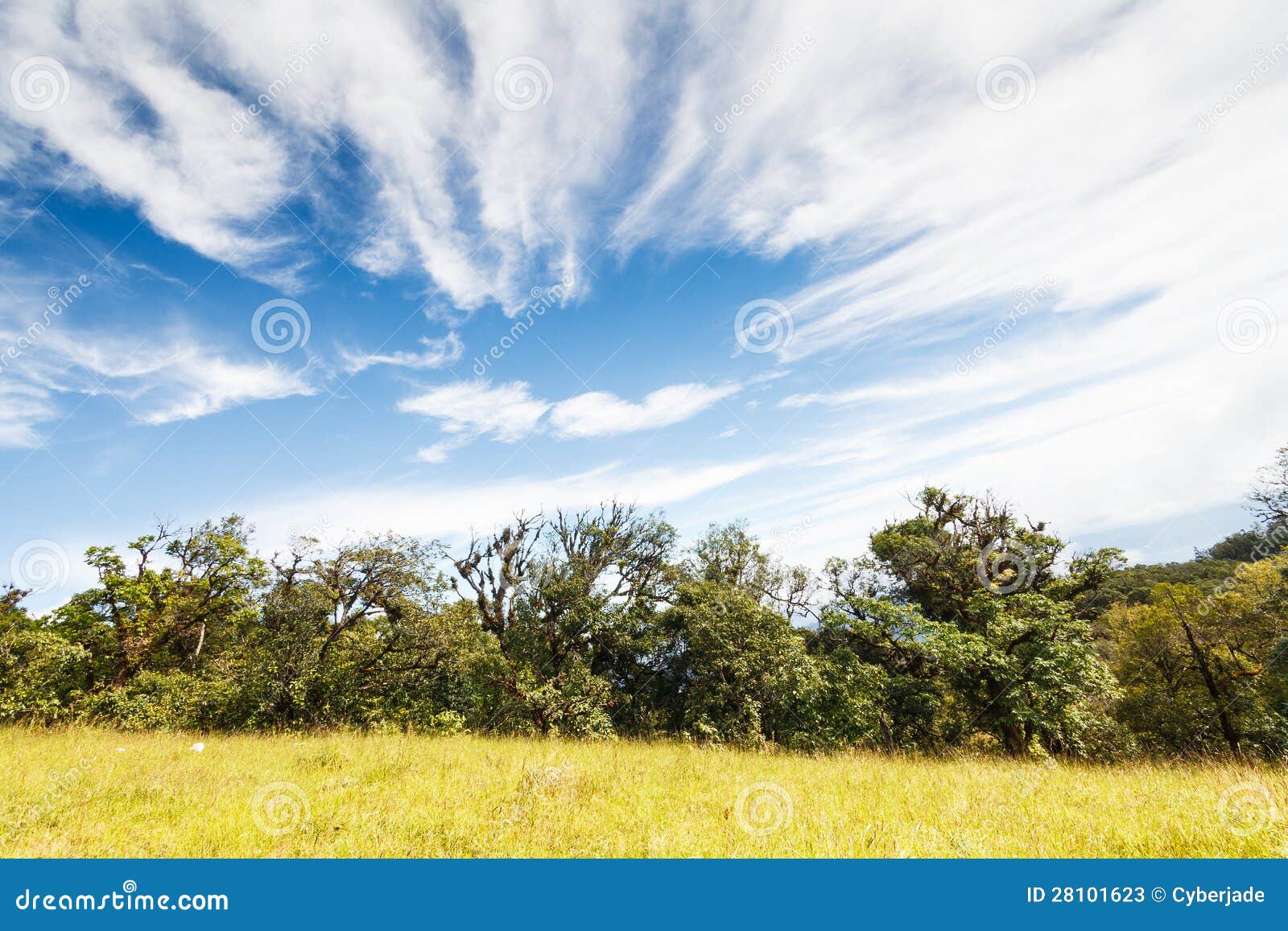 Rain forest and Blue sky stock image. Image of national - 28101623