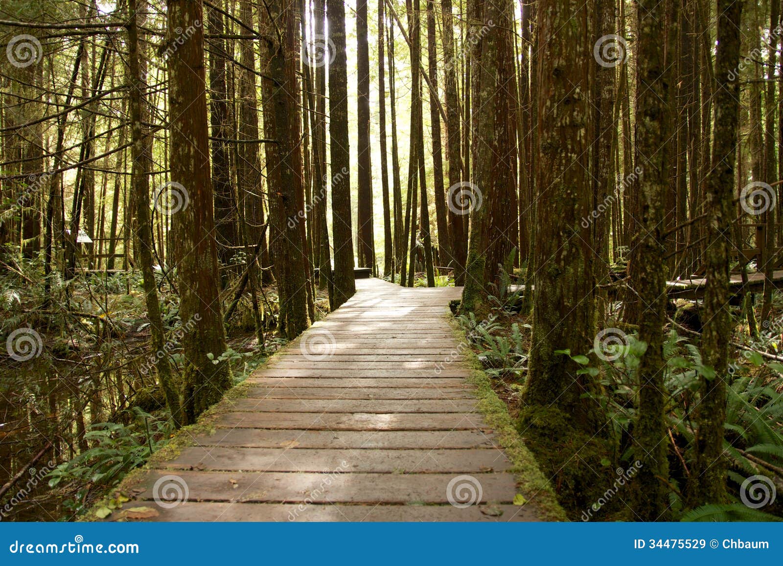 Rain Forest Boardwalk stock image. Image of lush, adventure - 34475529