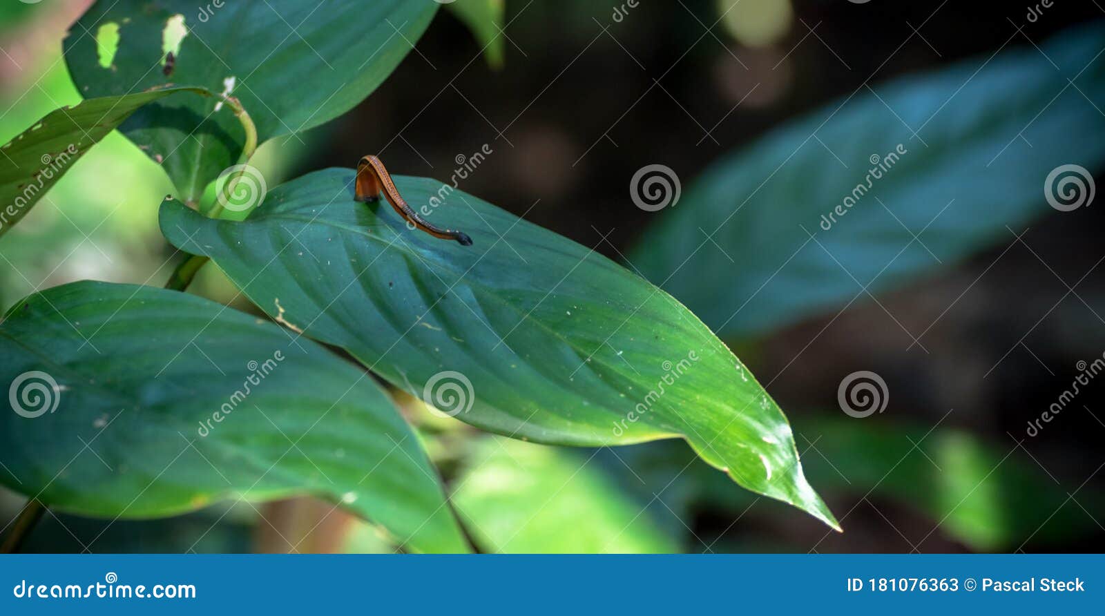 In the Rain Forest of Borneo are Crazy Tiger Leech Stock Image - Image ...