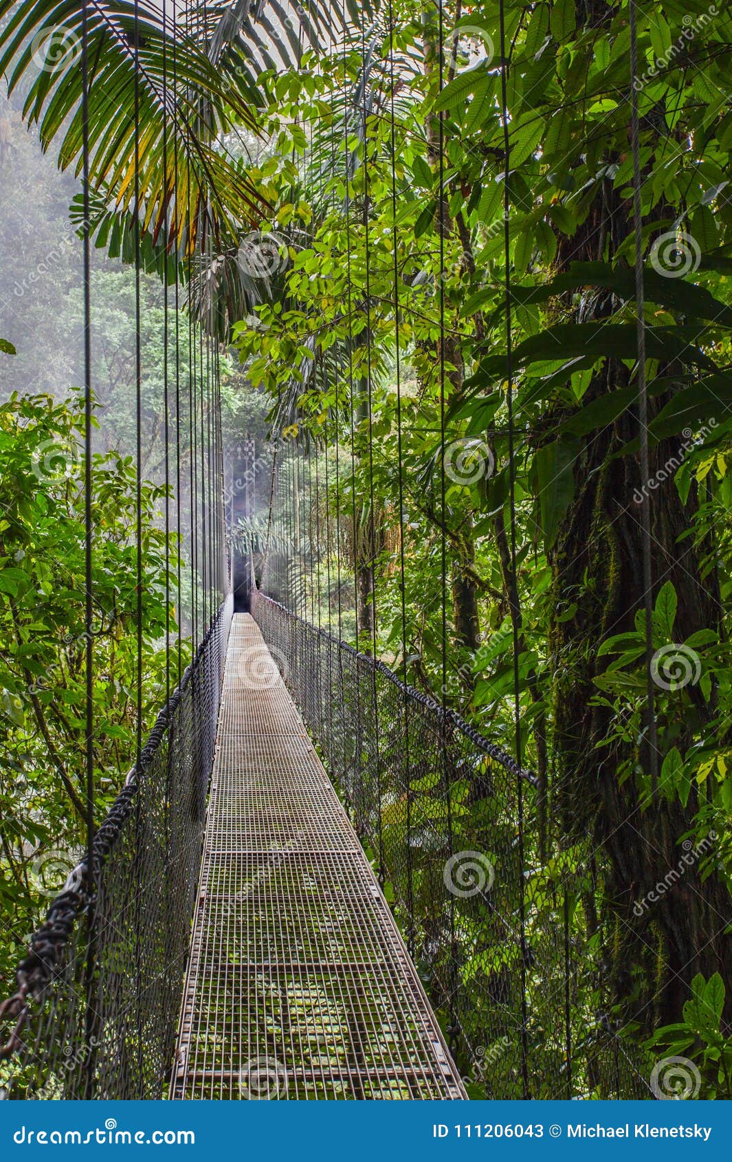 Rain Forest Bridge stock image. Image of plants, suspension - 111206043