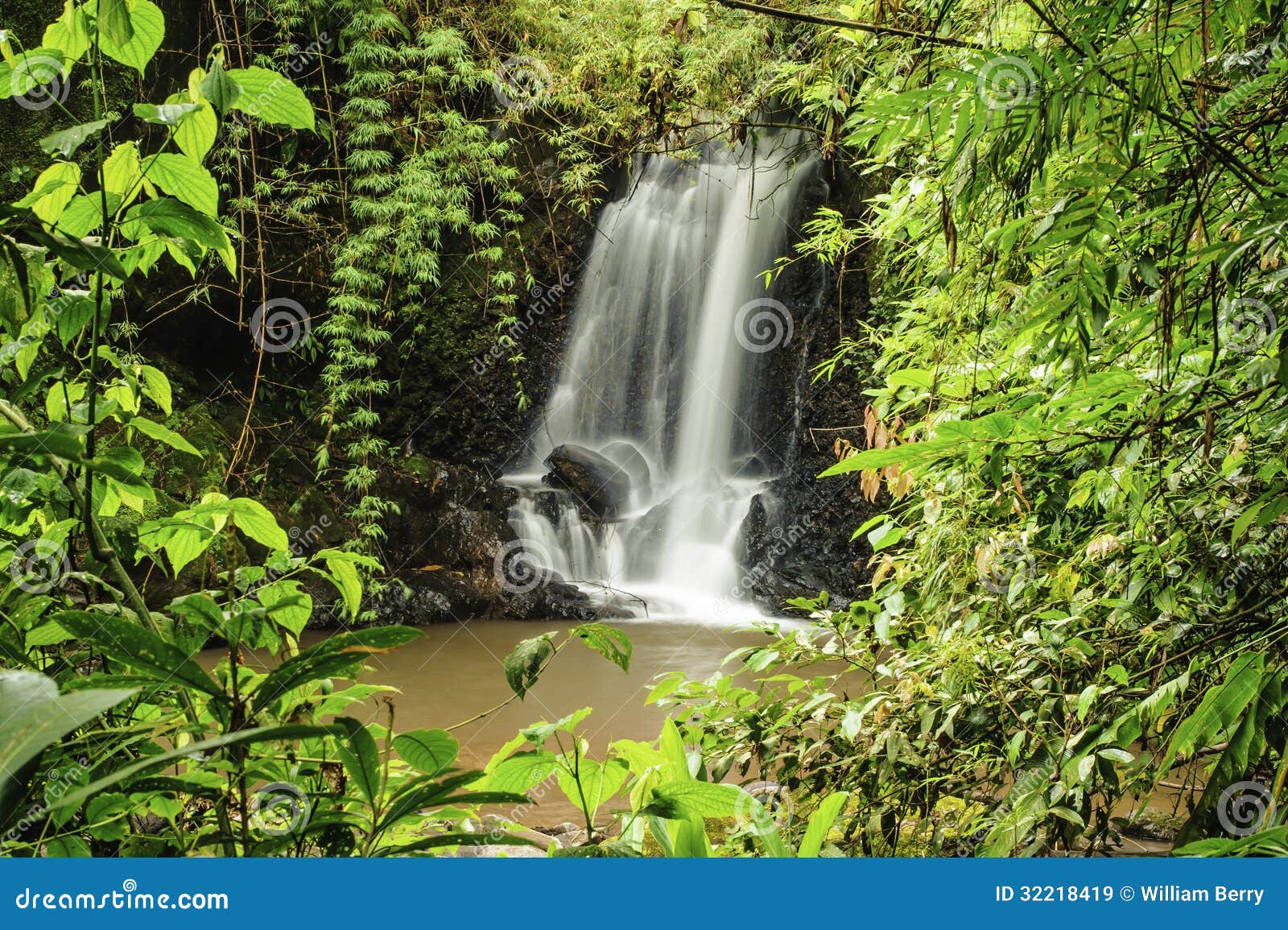 Rain Forest Clearing stock image. Image of flowing, central - 32218419