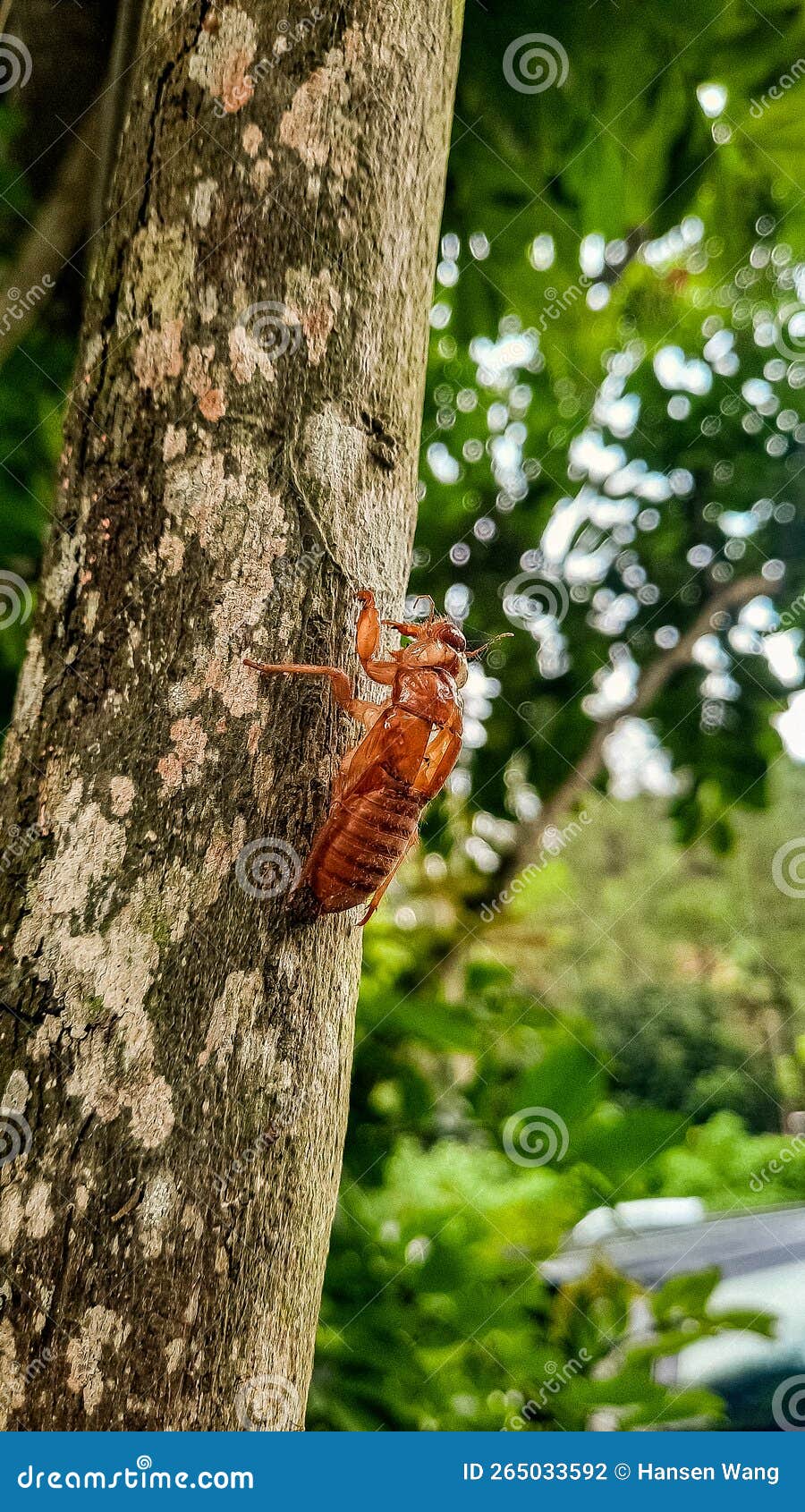 Forest Cockroach - Ectobius Sylvestris Stock Photography ...