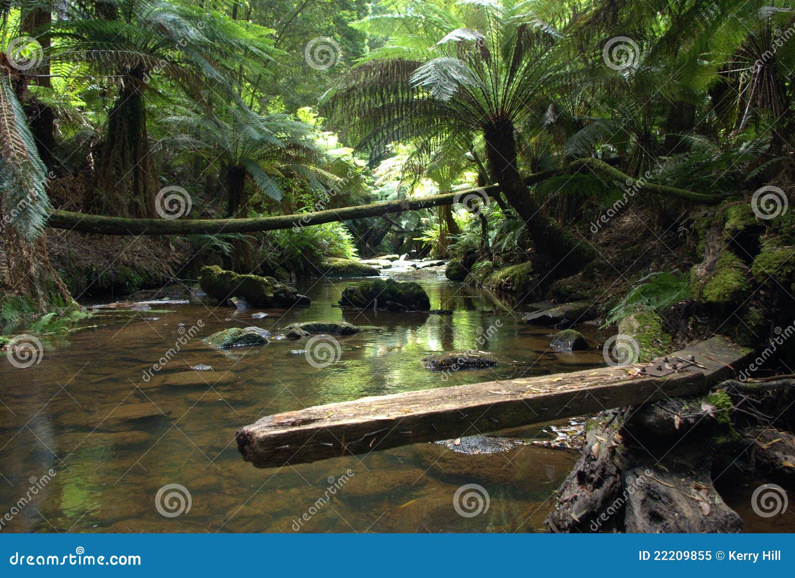 Rain forest creek stock image. Image of rock, national - 22209855