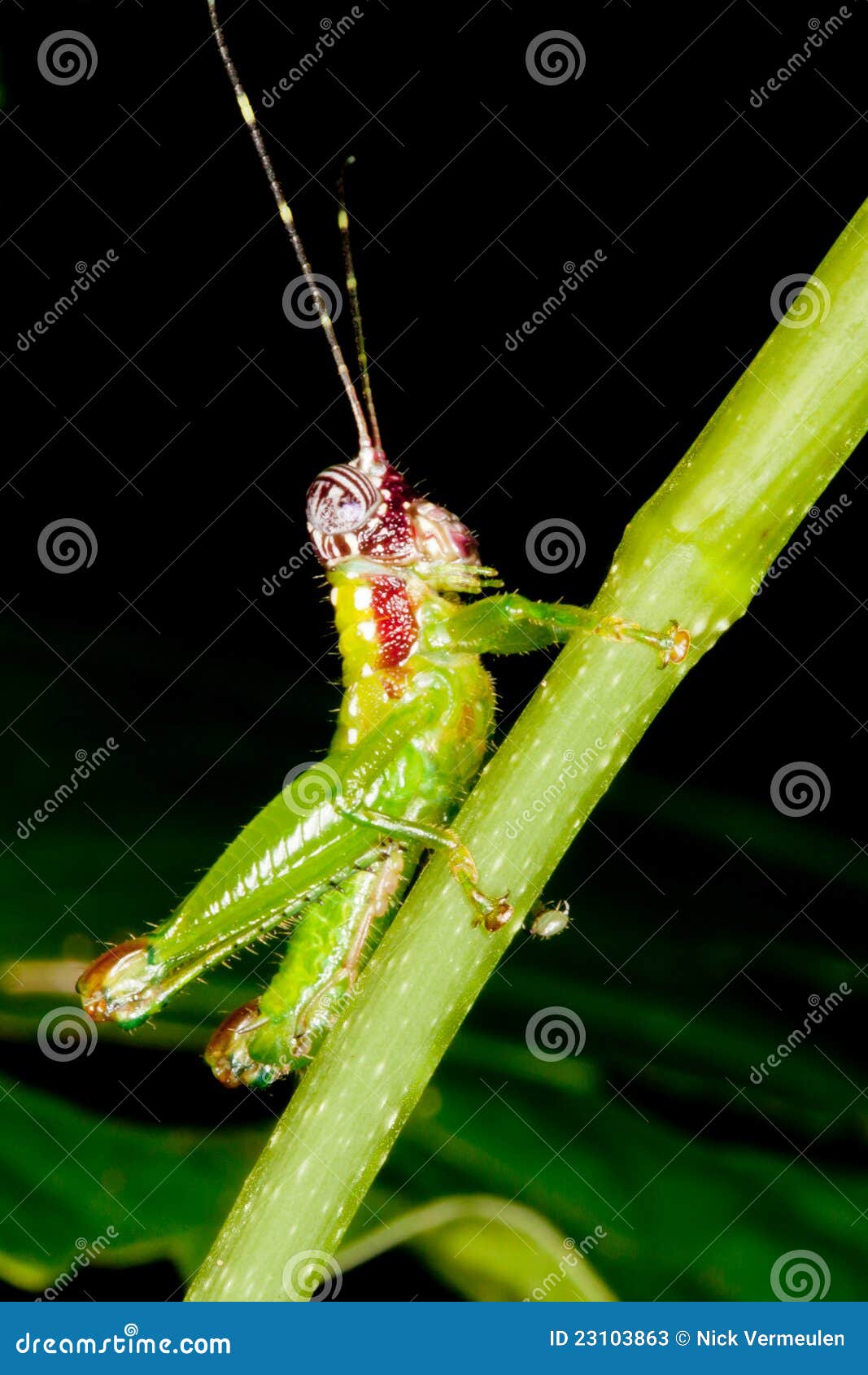 Rain forest cricket stock image. Image of wildlife, closeup - 23103863