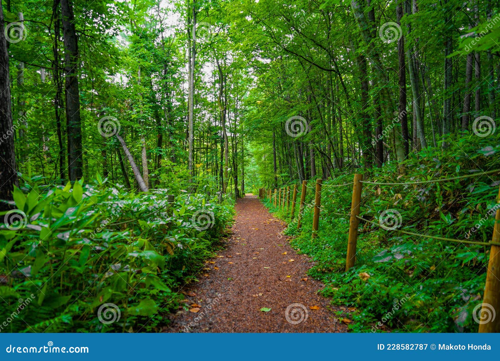 Rain of the forest falling stock image. Image of forest - 228582787