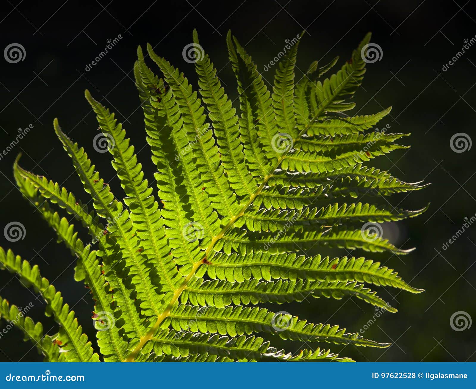 Dry Forest Ferns Stock Photography | CartoonDealer.com #45602702