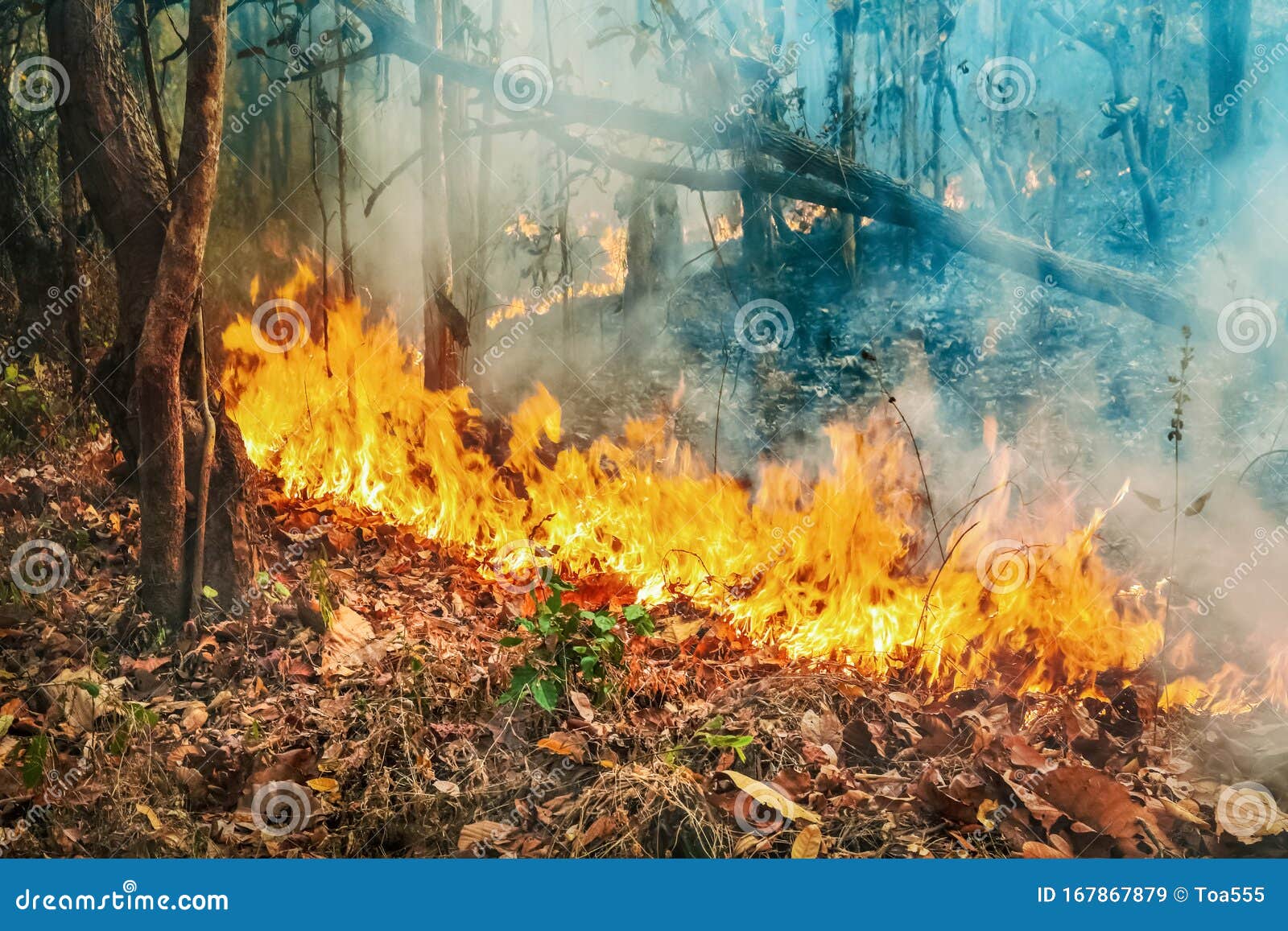 Rain Forest Fire Disaster is Burning Stock Image - Image of dead, fire ...