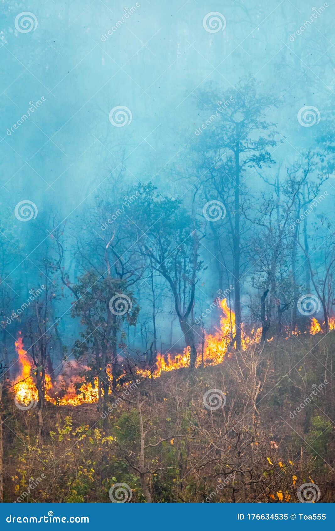 Rain Forest Fire Disaster is Burning Caused by Humans Stock Image ...