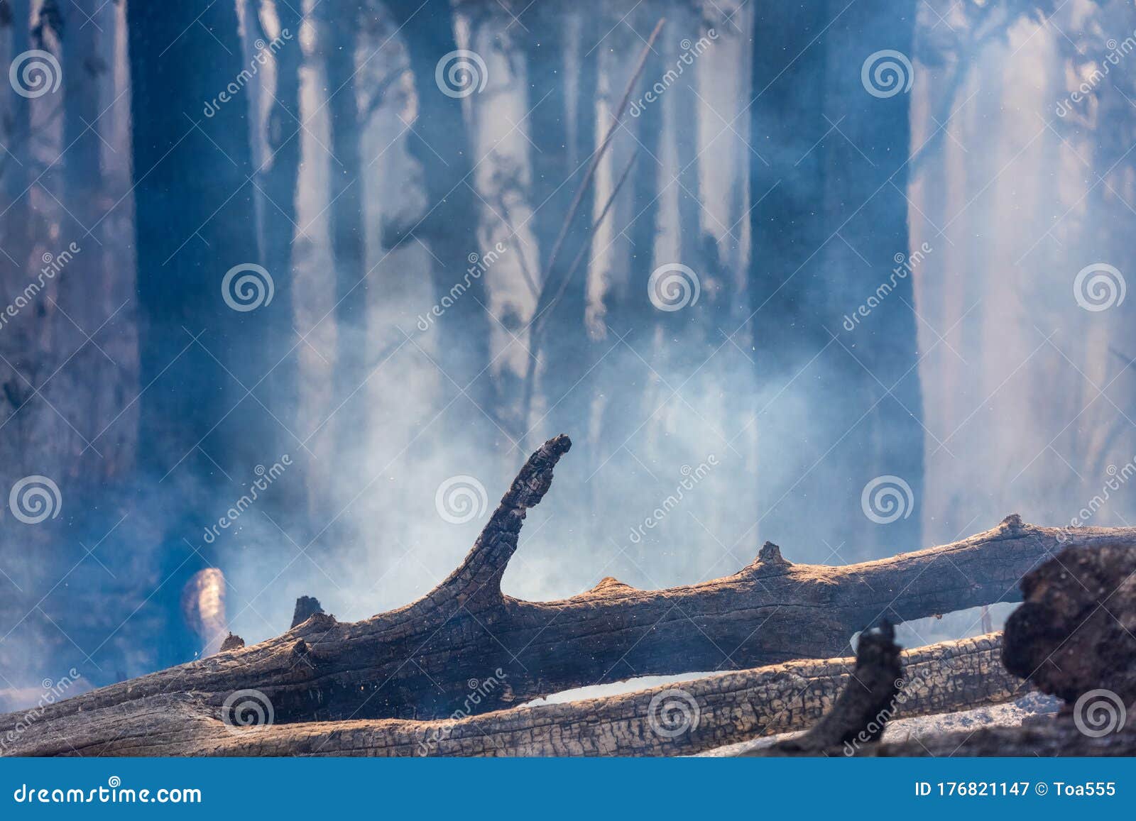After Rain Forest Fire Disaster is Burning Caused by Humans Stock Image ...
