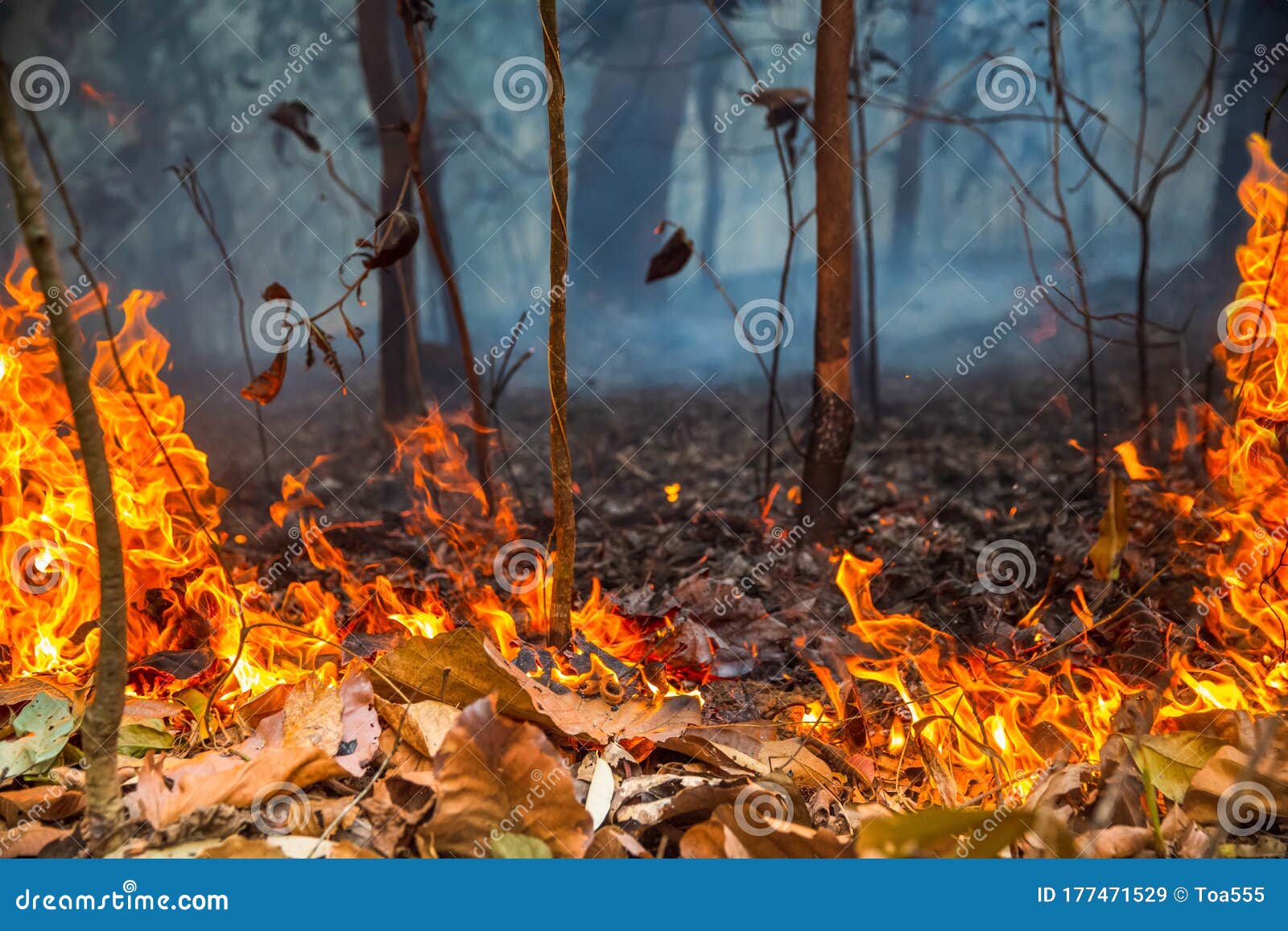 Rain Forest Fire Disaster is Burning Caused by Humans Stock Image ...