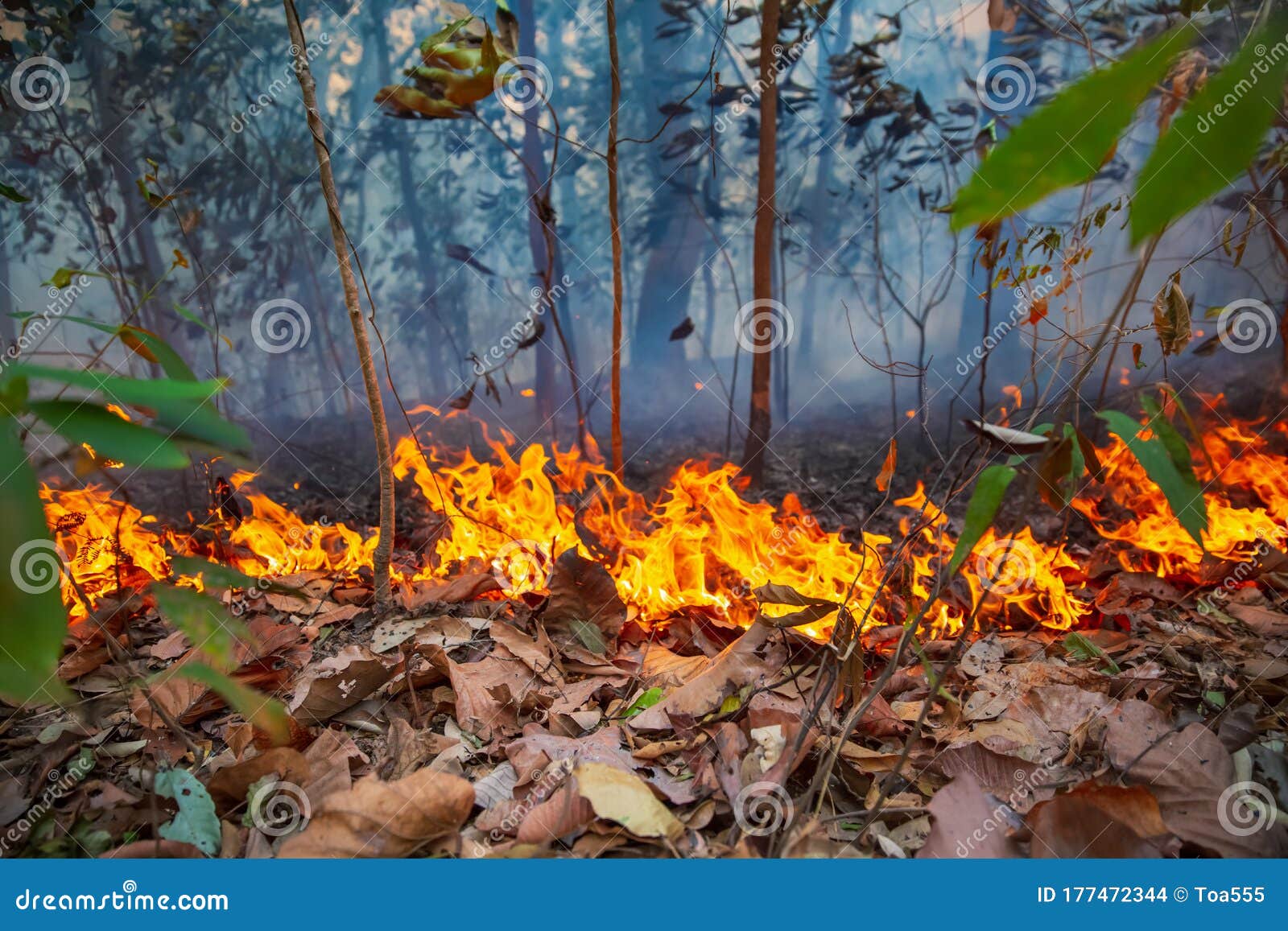 Rain Forest Fire Disaster is Burning Caused by Human Stock Photo ...