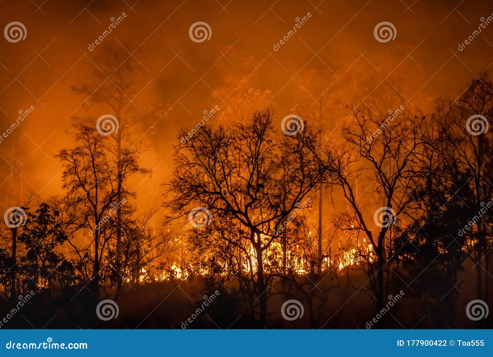 Rain Forest Fire Disaster is Burning Caused by Human Stock Photo ...