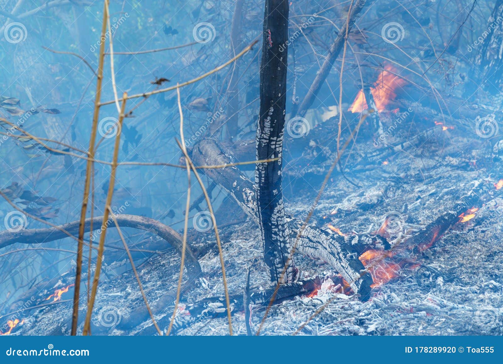 After Rain Forest Fire Disaster is Burning Caused by Human Stock Photo ...