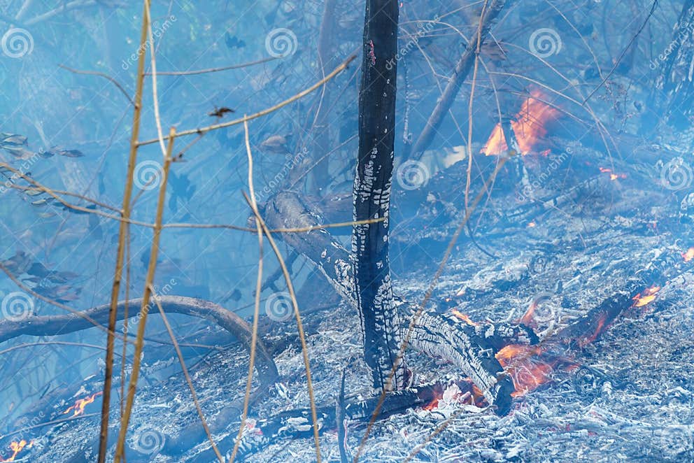 After Rain Forest Fire Disaster is Burning Caused by Human Stock Photo ...