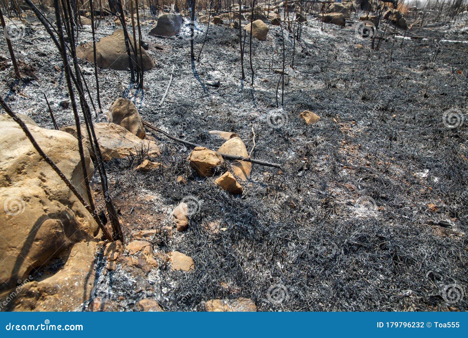 After Rain Forest Fire Disaster is Burning Caused by Humans Stock Photo ...