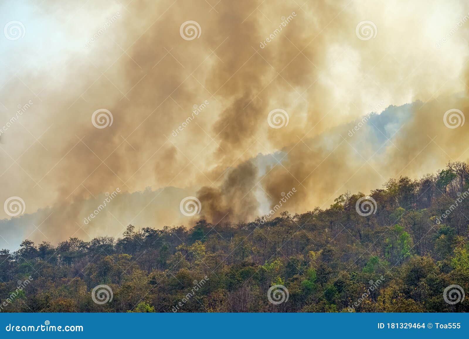 Rain Forest Fire Disaster is Burning Caused by Human Stock Photo ...