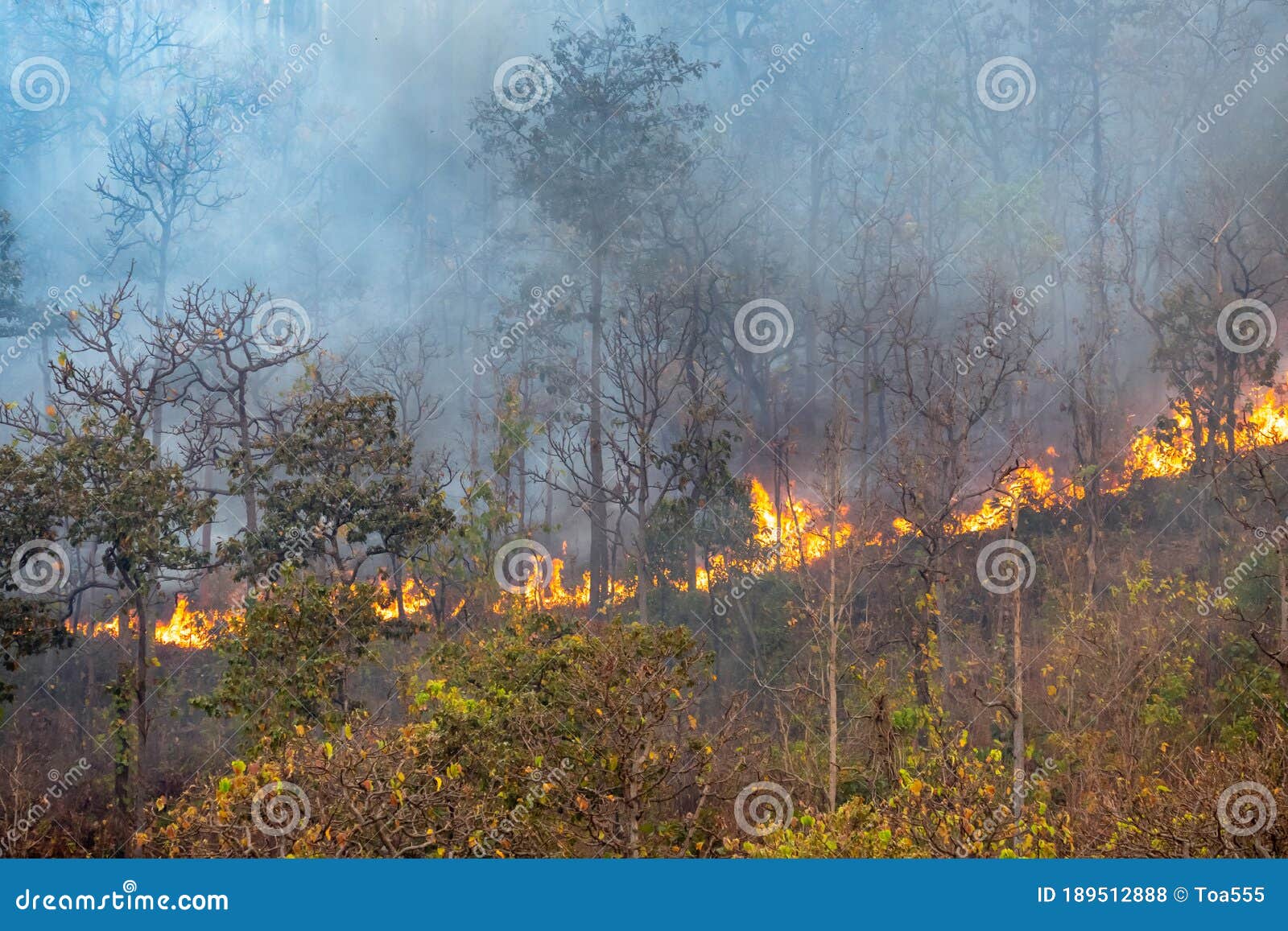 Rain Forest Fire Disaster is Burning Caused by Human Stock Photo ...