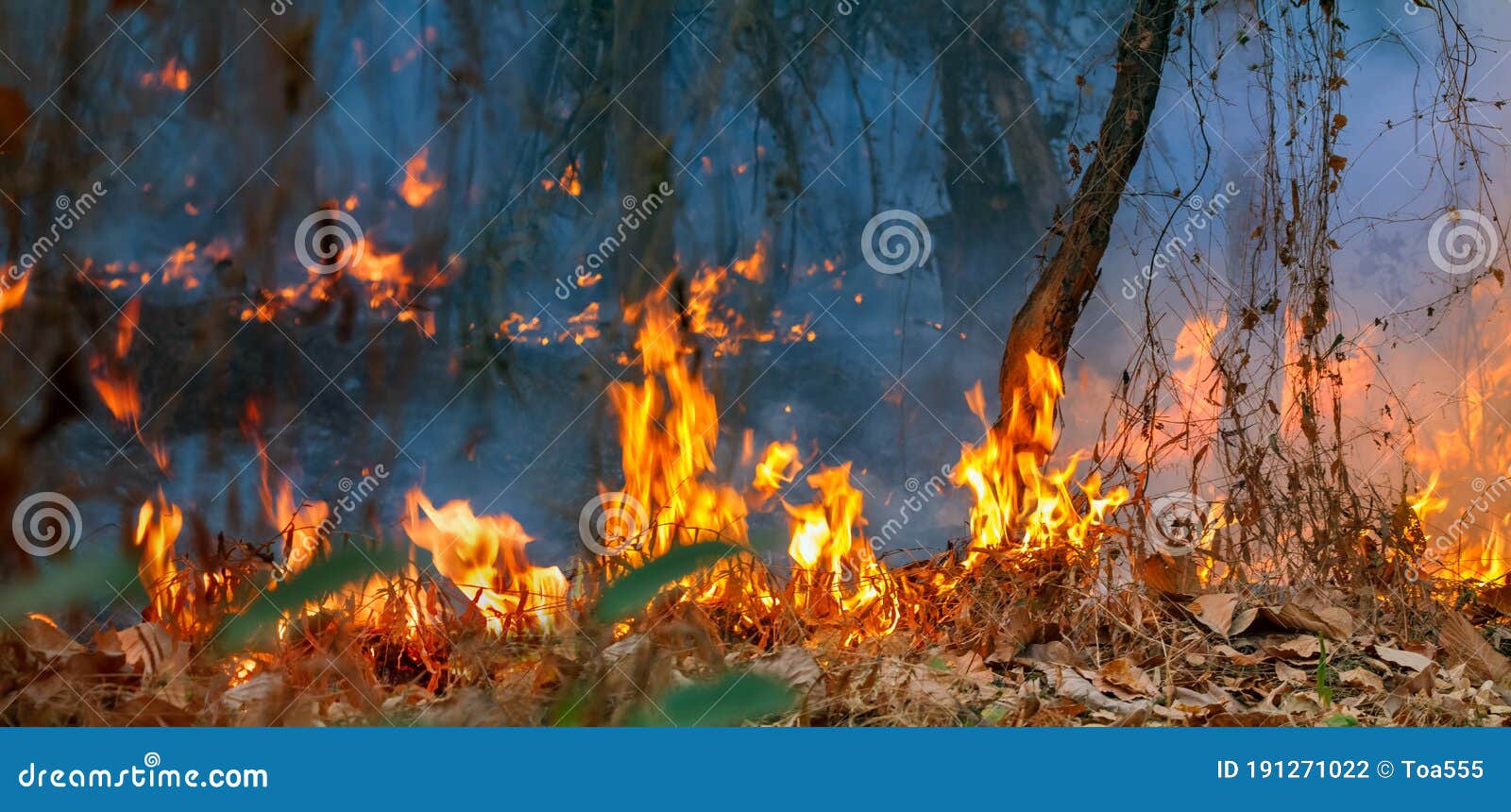 Rain Forest Fire Disaster is Burning Caused by Humans Stock Photo ...