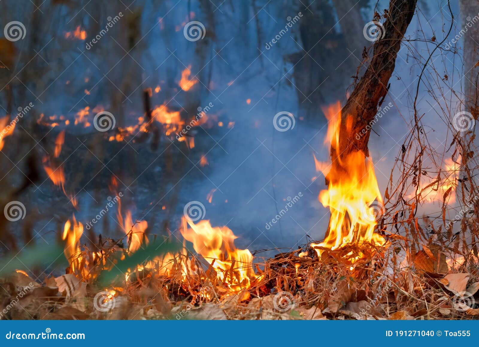 Rain Forest Fire Disaster is Burning Caused by Humans Stock Photo ...