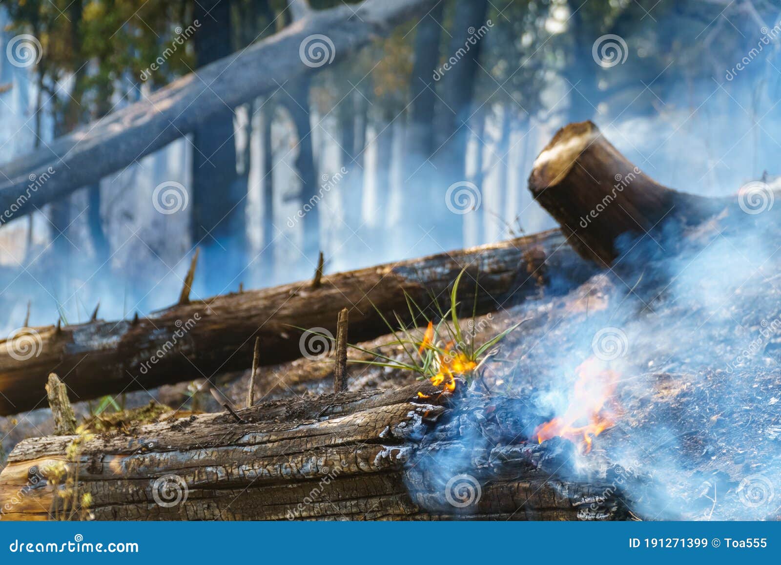 After Rain Forest Fire Disaster is Burning Caused by Humans Stock Image ...