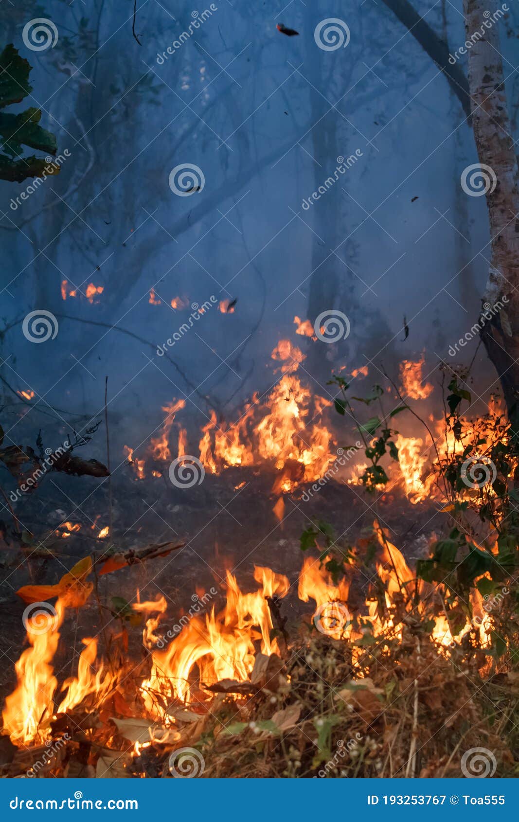 Rain Forest Fire Disaster is Burning Caused by Humans Stock Image ...