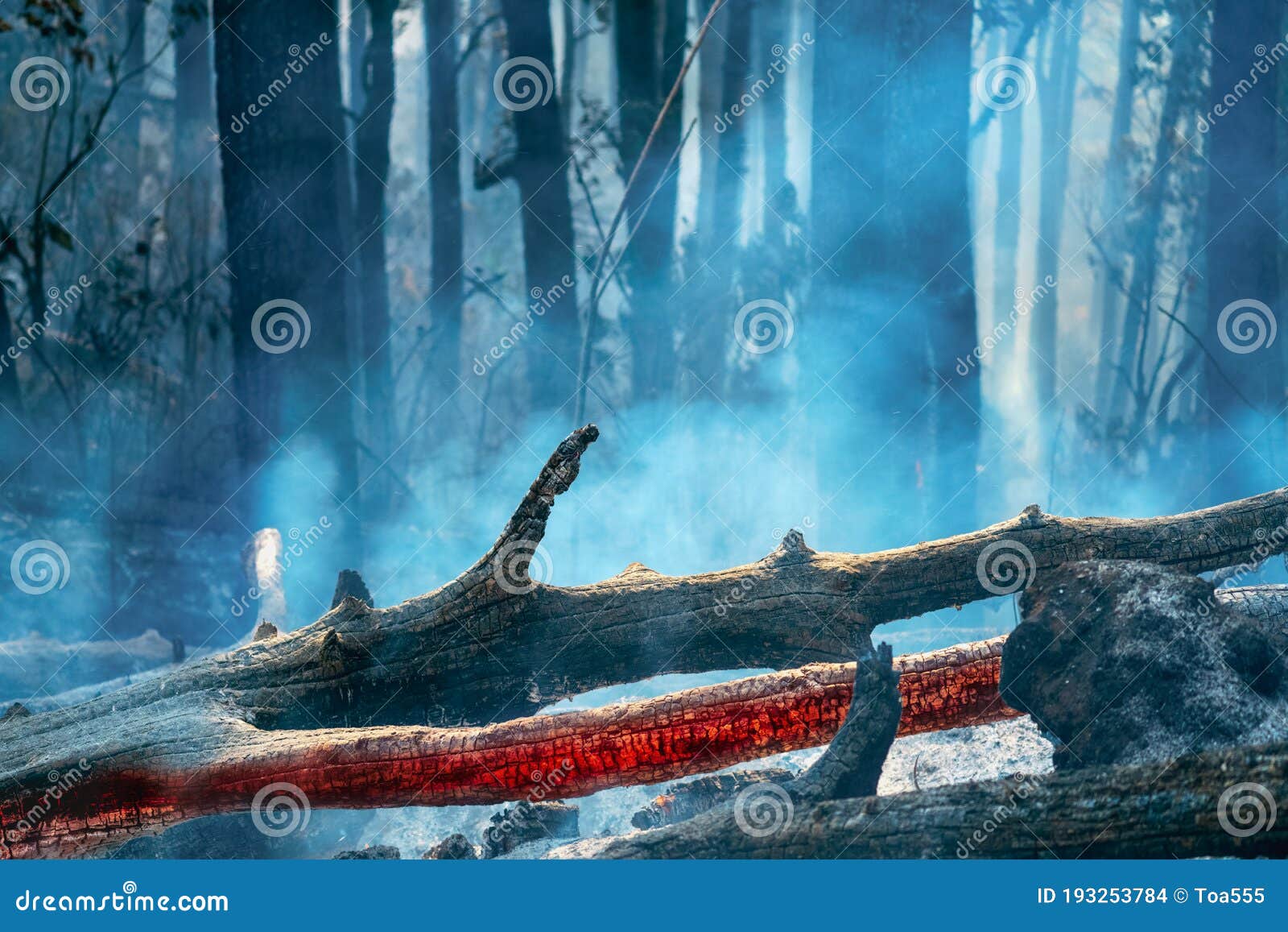 After Rain Forest Fire Disaster is Burning Caused by Humans Stock Photo ...