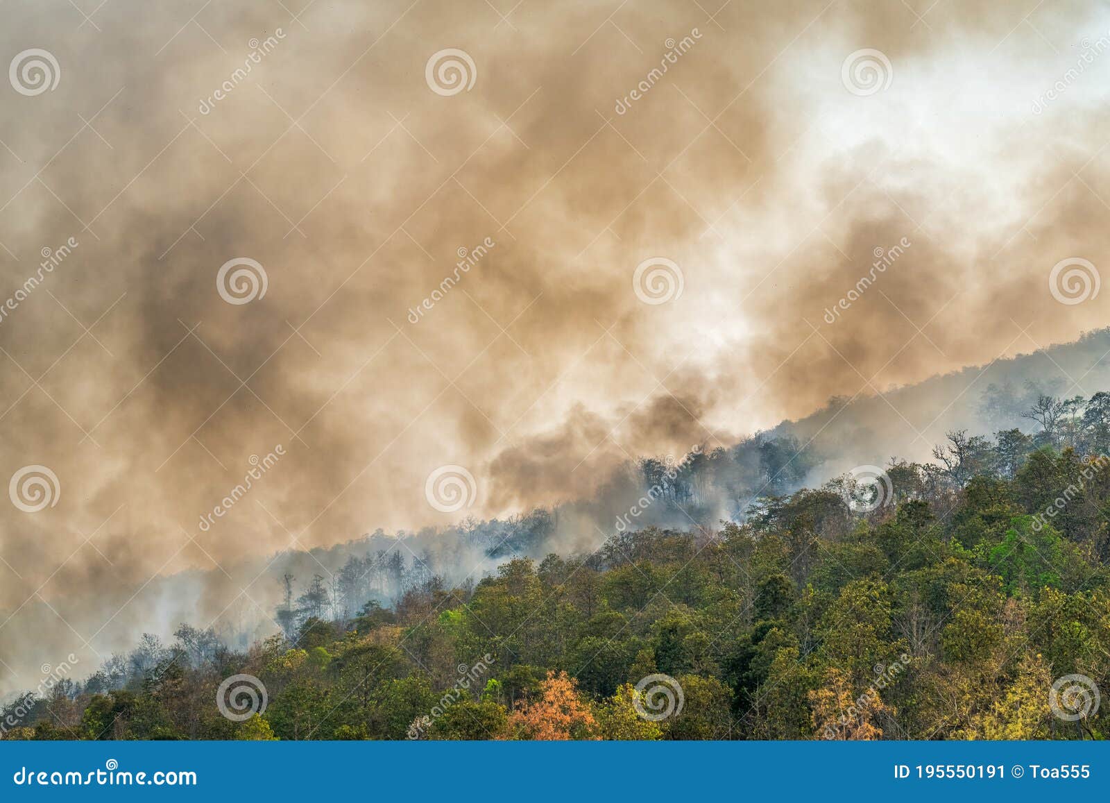 Rain Forest Fire Disaster is Burning Caused by Humans Stock Image ...