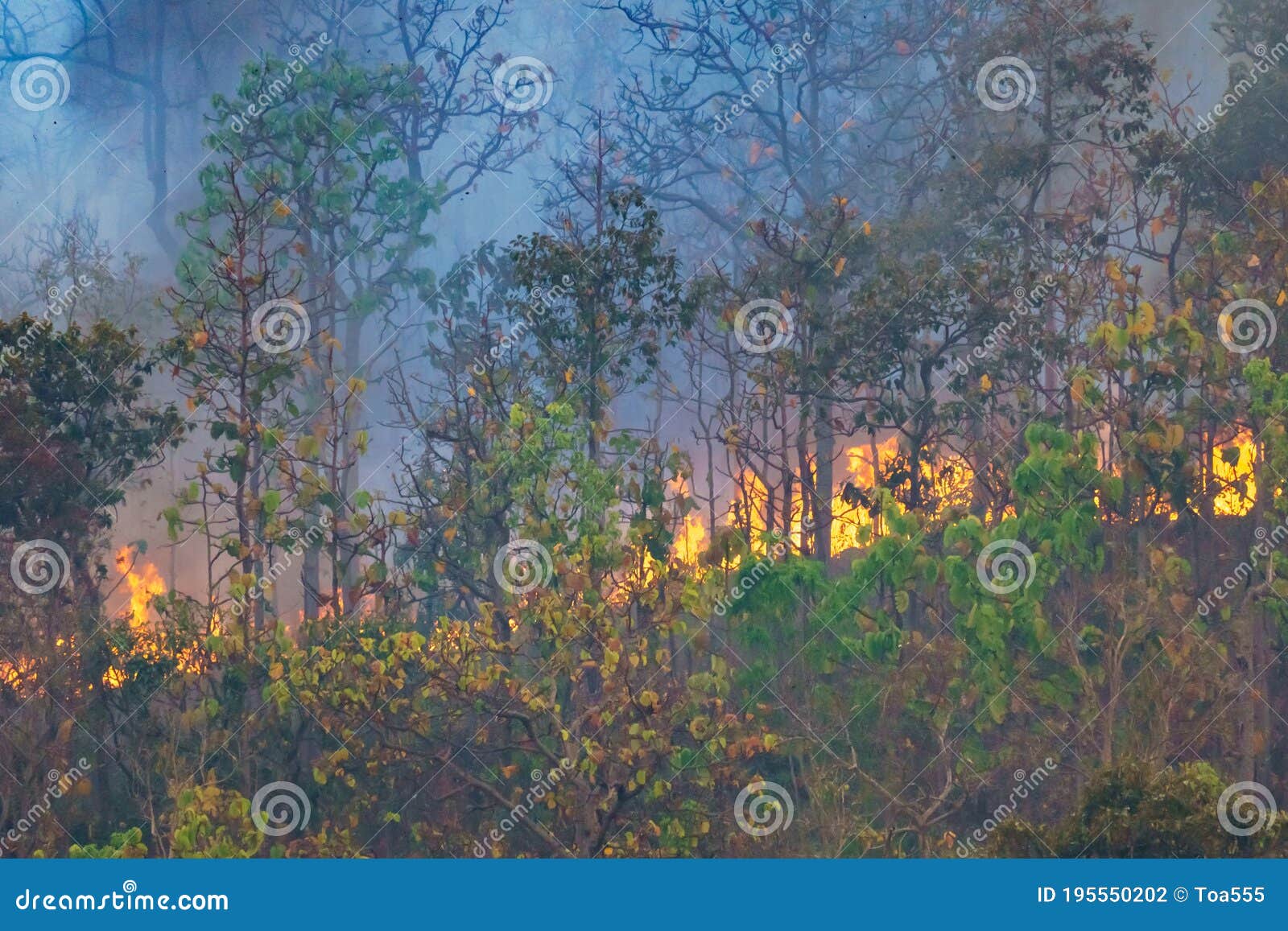Rain Forest Fire Disaster is Burning Caused by Humans Stock Photo ...