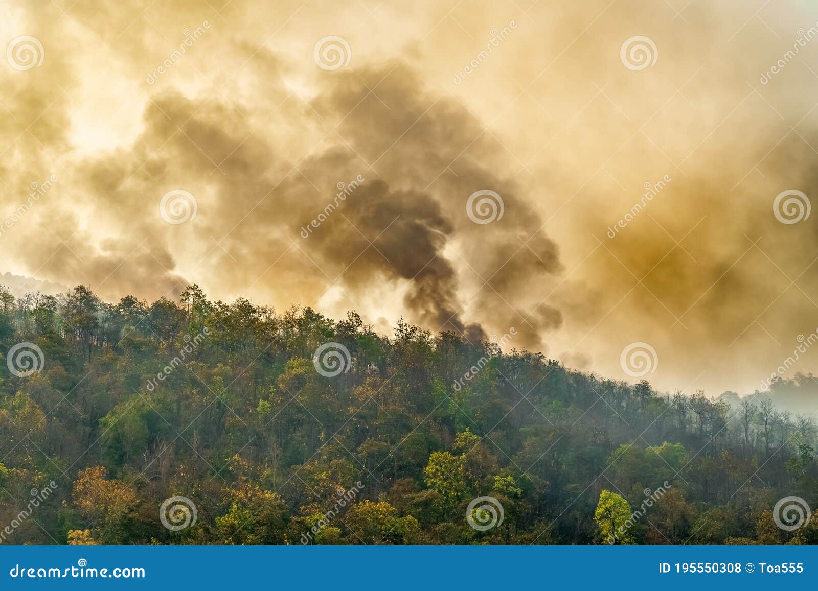 Rain Forest Fire Disaster is Burning Caused by Humans Stock Photo ...