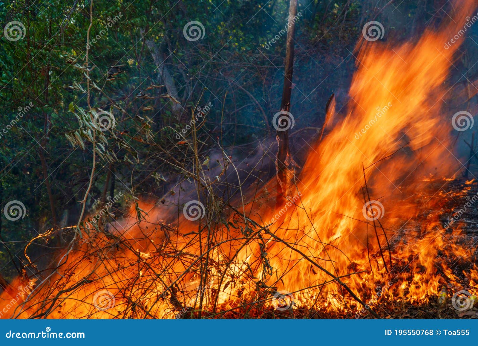 Rain Forest Fire Disaster is Burning Caused by Humans Stock Photo ...