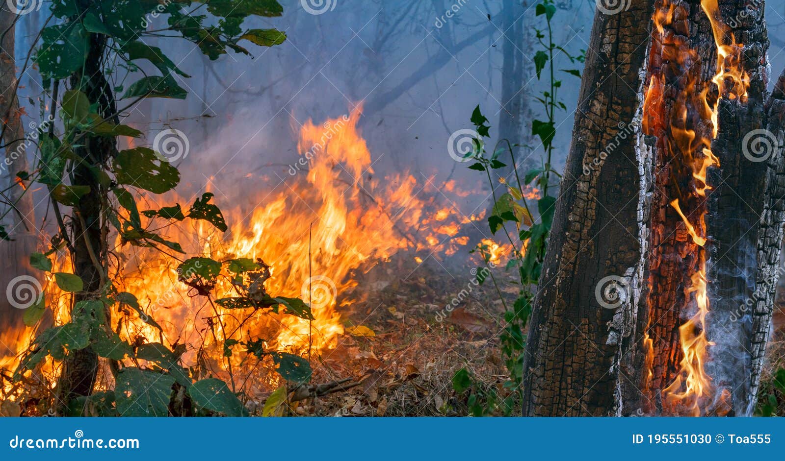 After Rain Forest Fire Disaster is Burning. Stock Photo - Image of ...