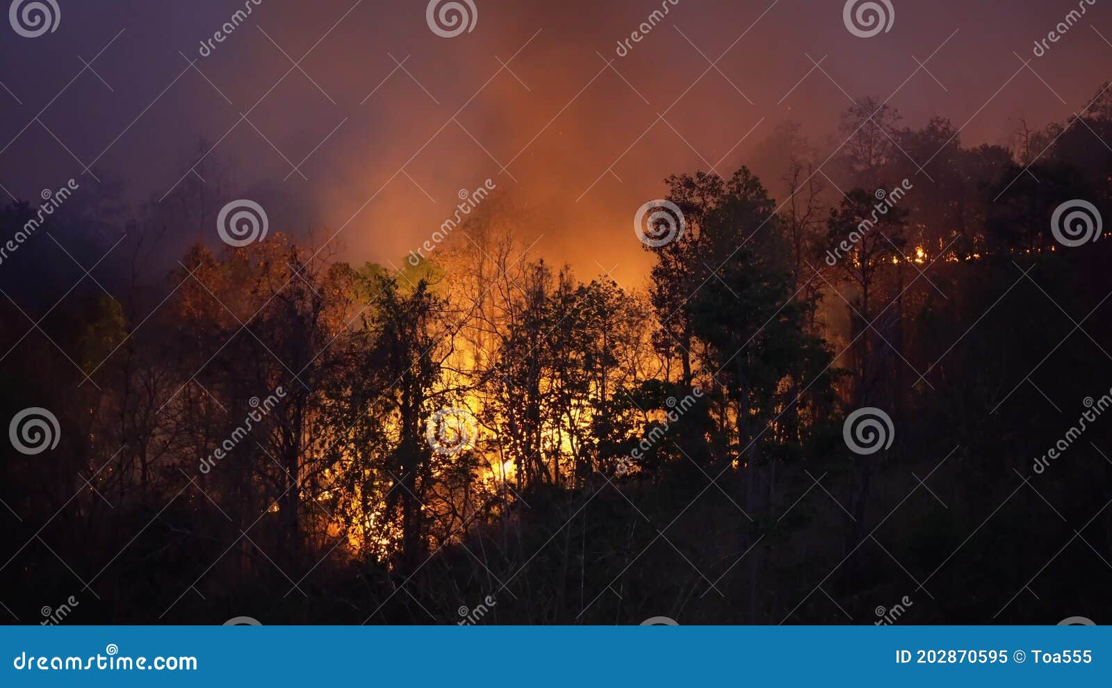 Rain Forest Fire Disaster Burning Caused by Humans Stock Video - Video ...