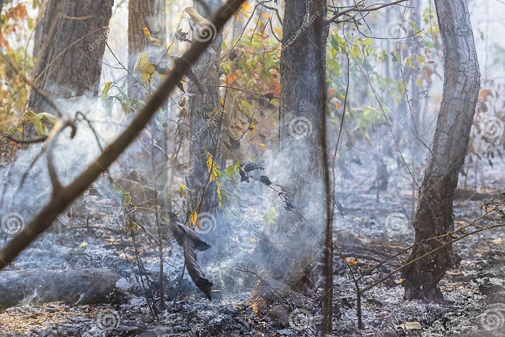 After Rain Forest Fire Disaster Burning Caused by Humans Stock Photo ...