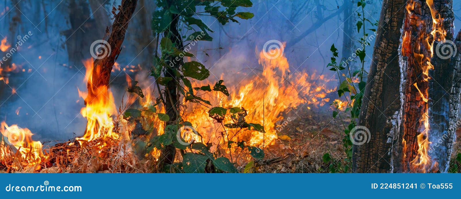 After Rain Forest Fire Disaster Burning Caused by Humans Stock Image ...